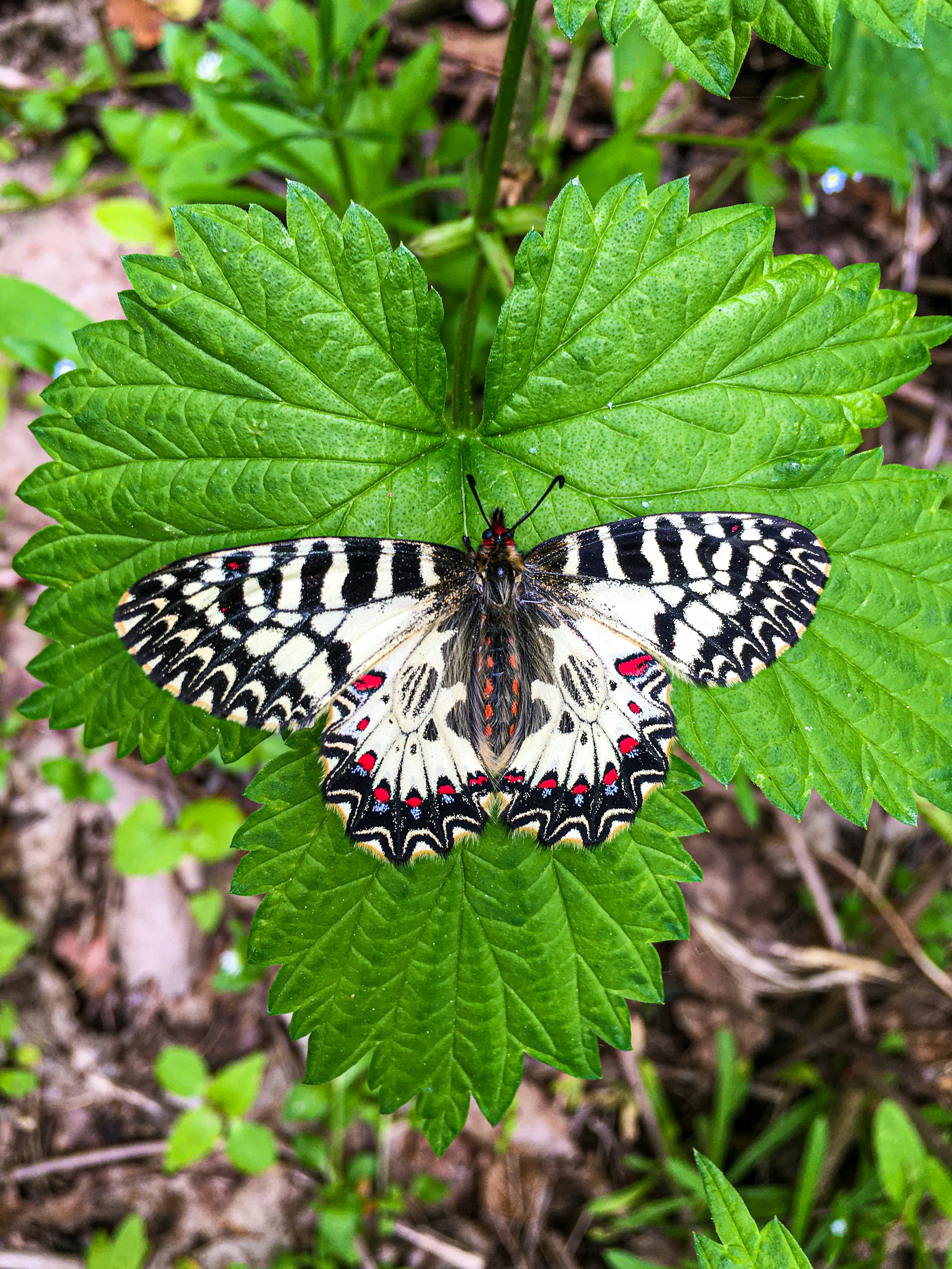 Zebra-striped Silk on a Green Stage: A Butterfly's Bold Pause
