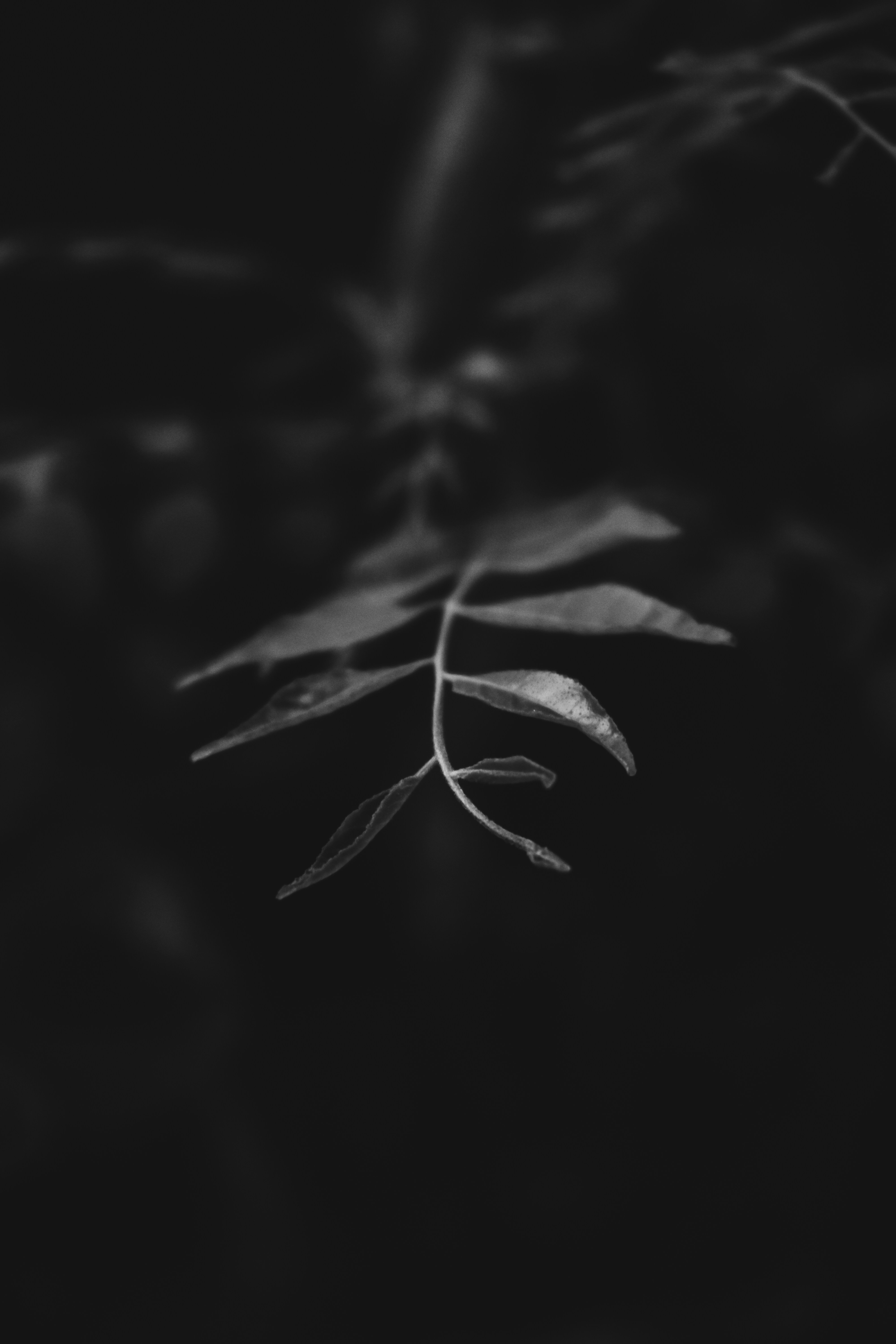 Delicate leaf suspended against a dark background, showcasing intricate textures and forms. The monochrome tones enhance the subtle beauty of the natural subject.