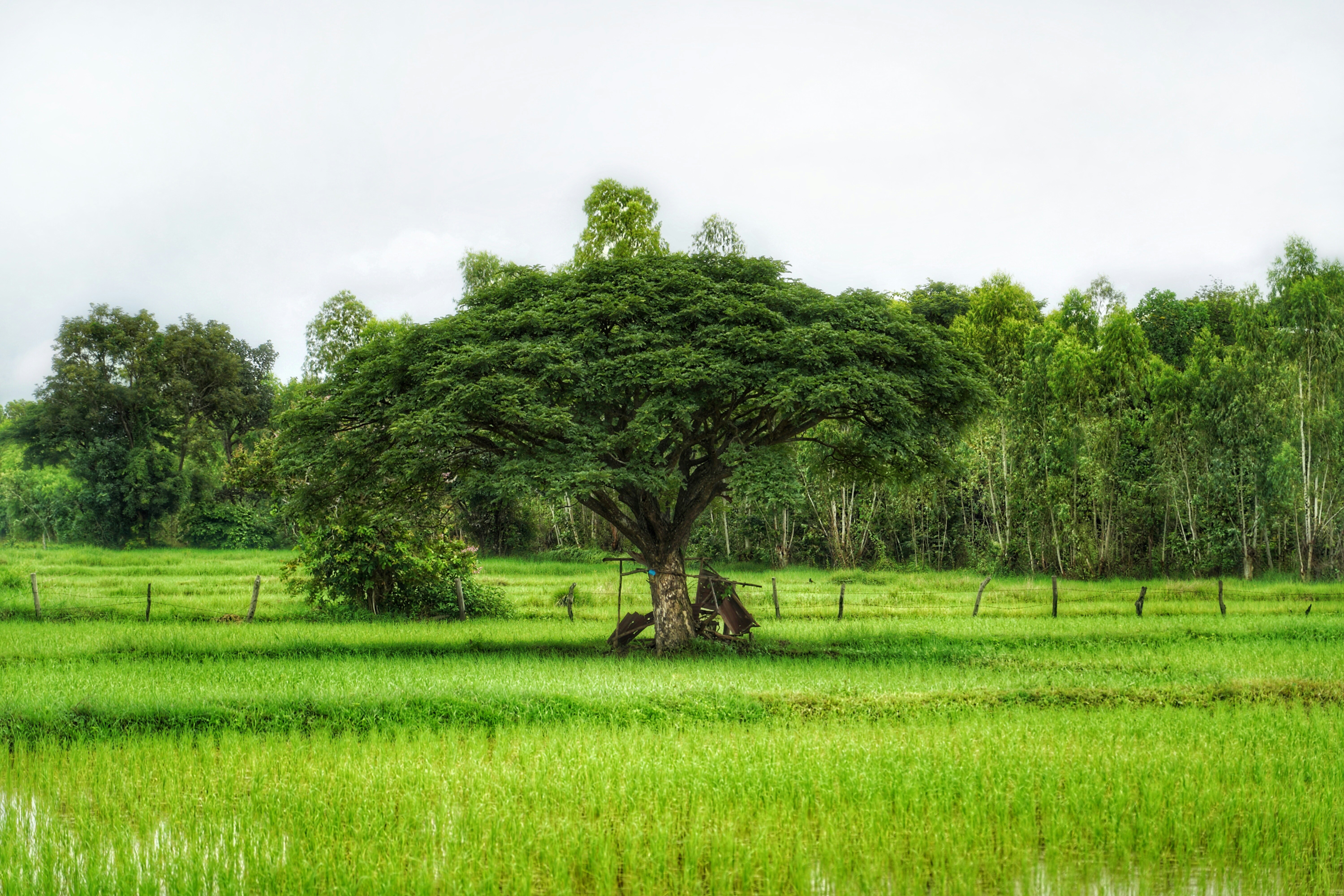Lone tree standing amidst vibrant green fields under a cloudy sky.