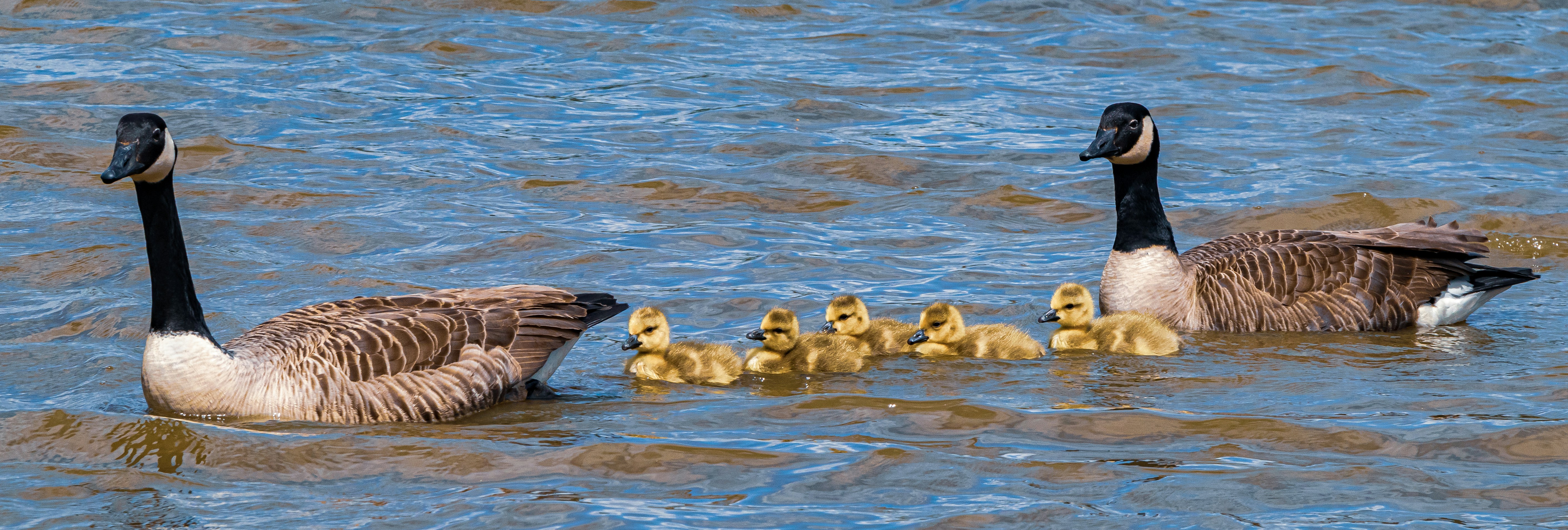 Flock of white and black duck on water during daytime photo – Free ...