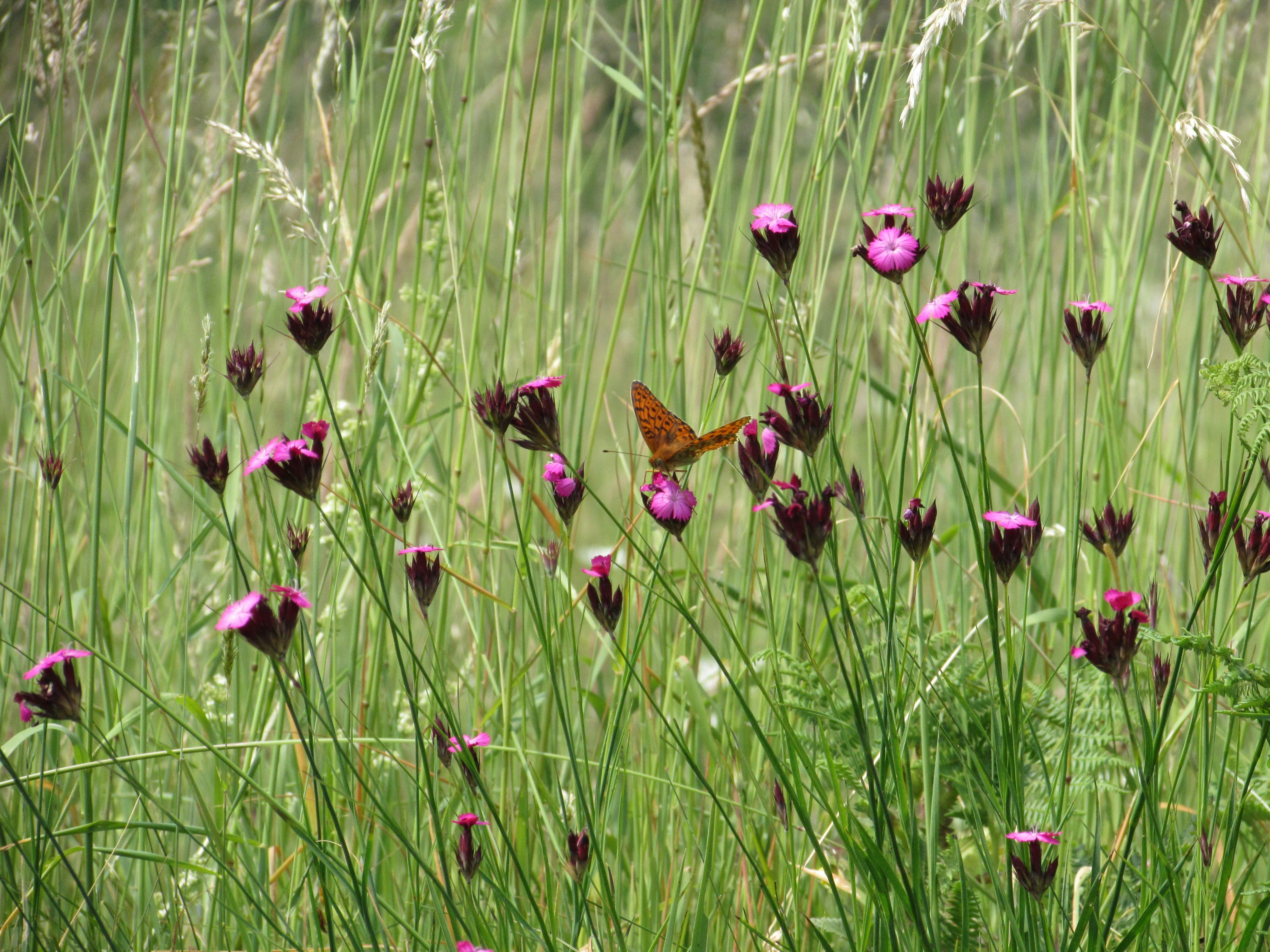 A butterfly rests delicately among vibrant pink flowers in a lush green field, showcasing the beauty of nature's intricate relationships.