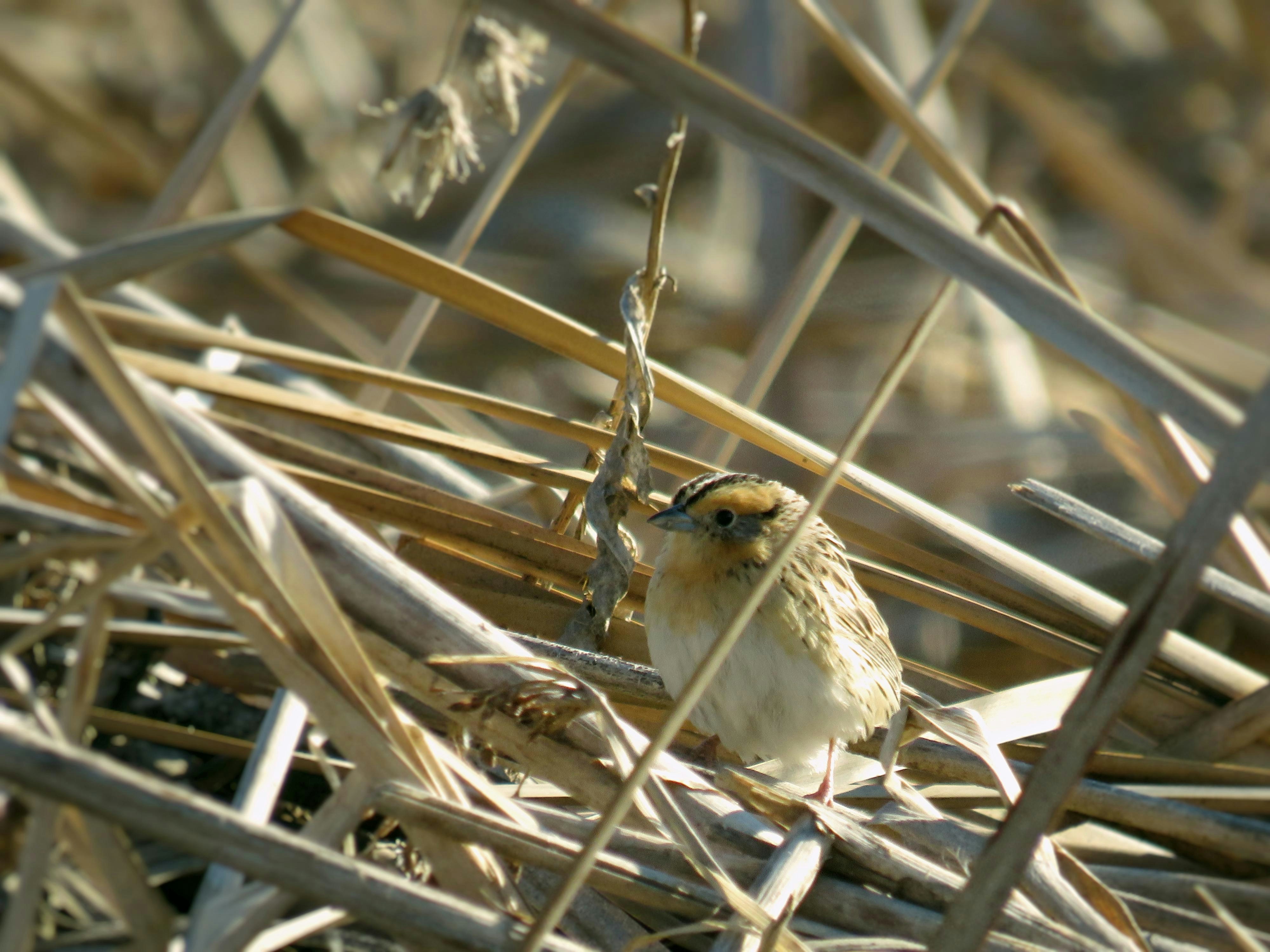A small songbird camouflaged among dry reeds, showcasing its delicate features and subtle colors. The scene captures the essence of nature's tranquility.