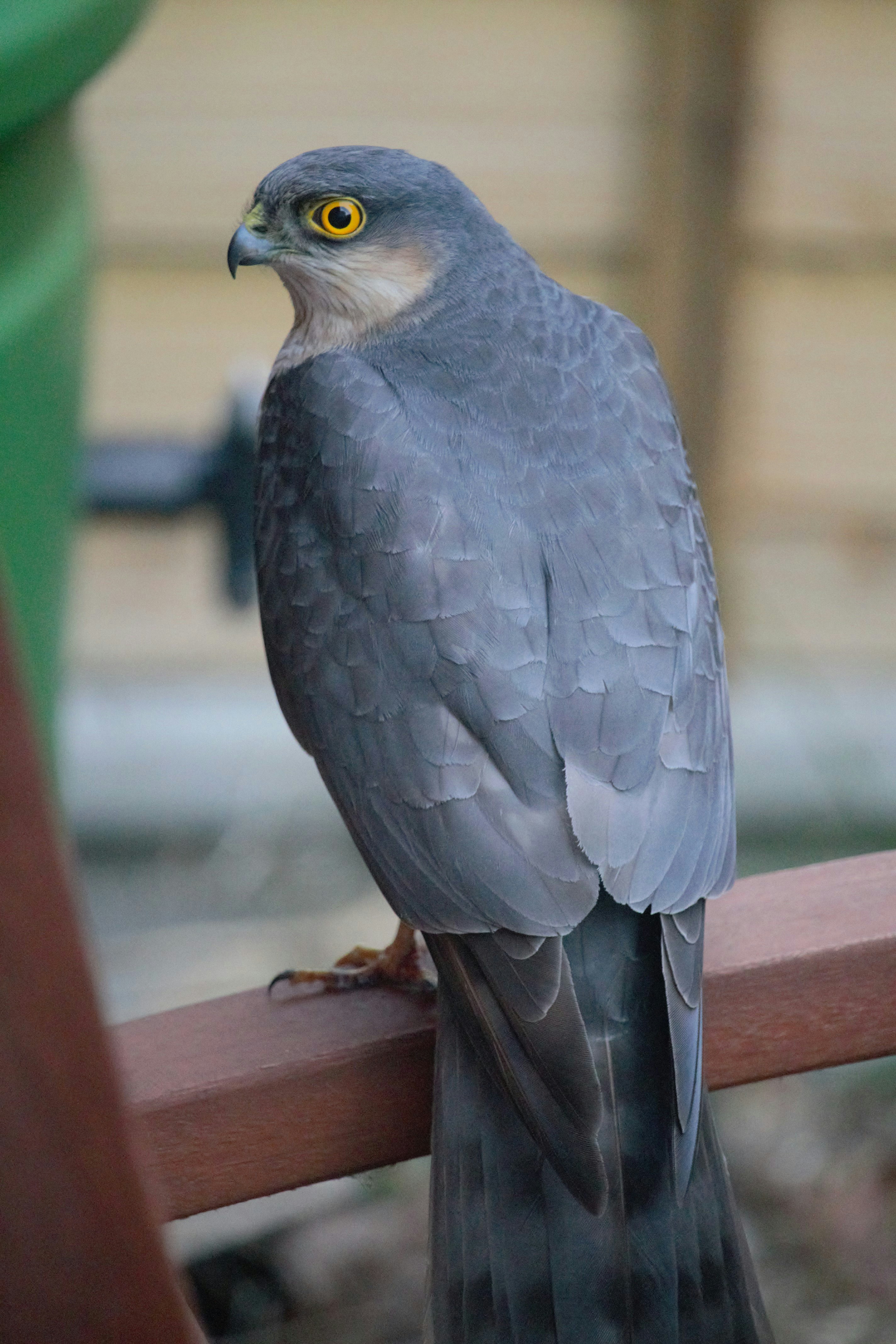 gray and white bird on brown wooden surface