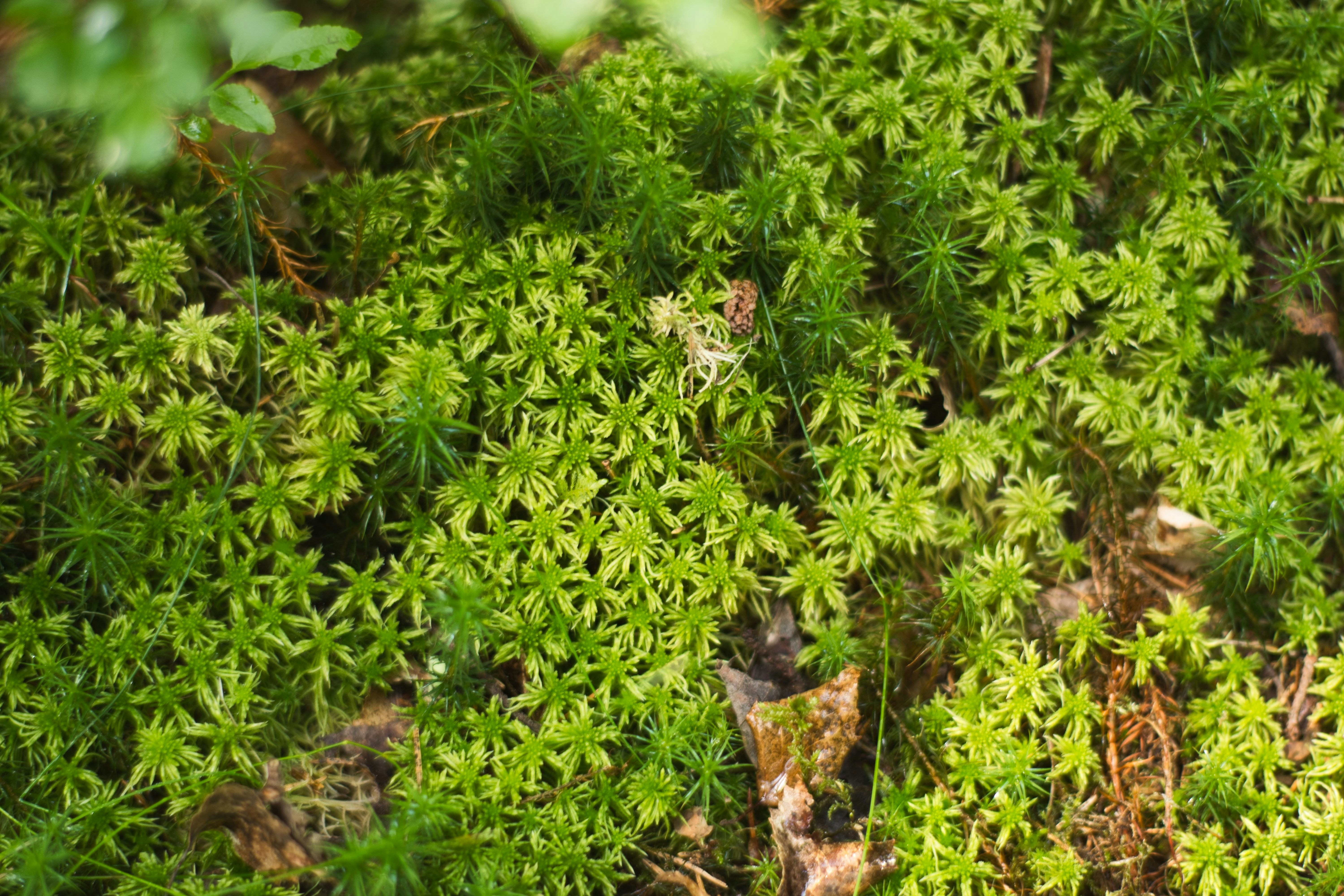 Verdant Carpet of the Woodland Floor