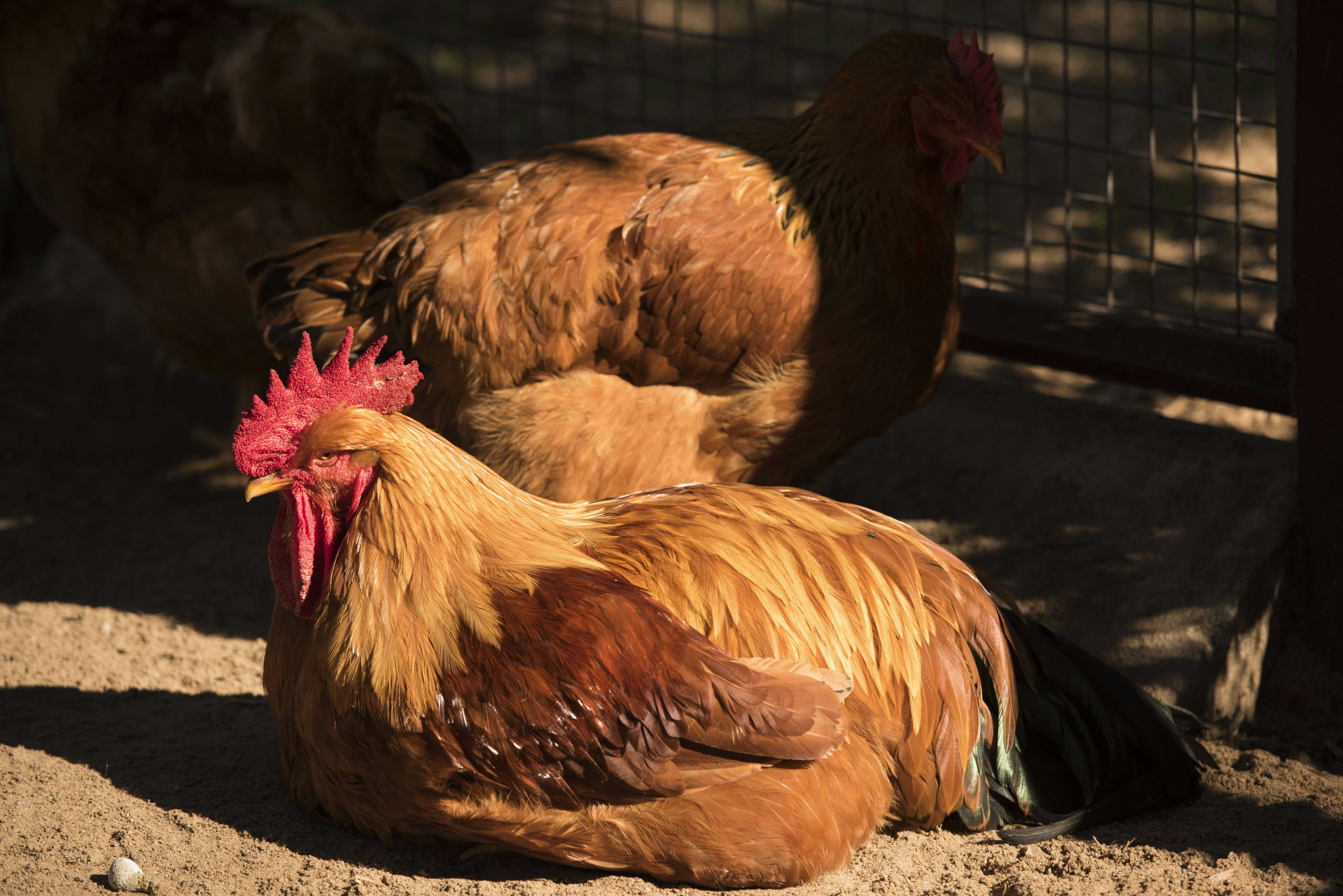 Golden Rooster in Sunlit Coop: A Quiet Moment Amid Dust and Shade