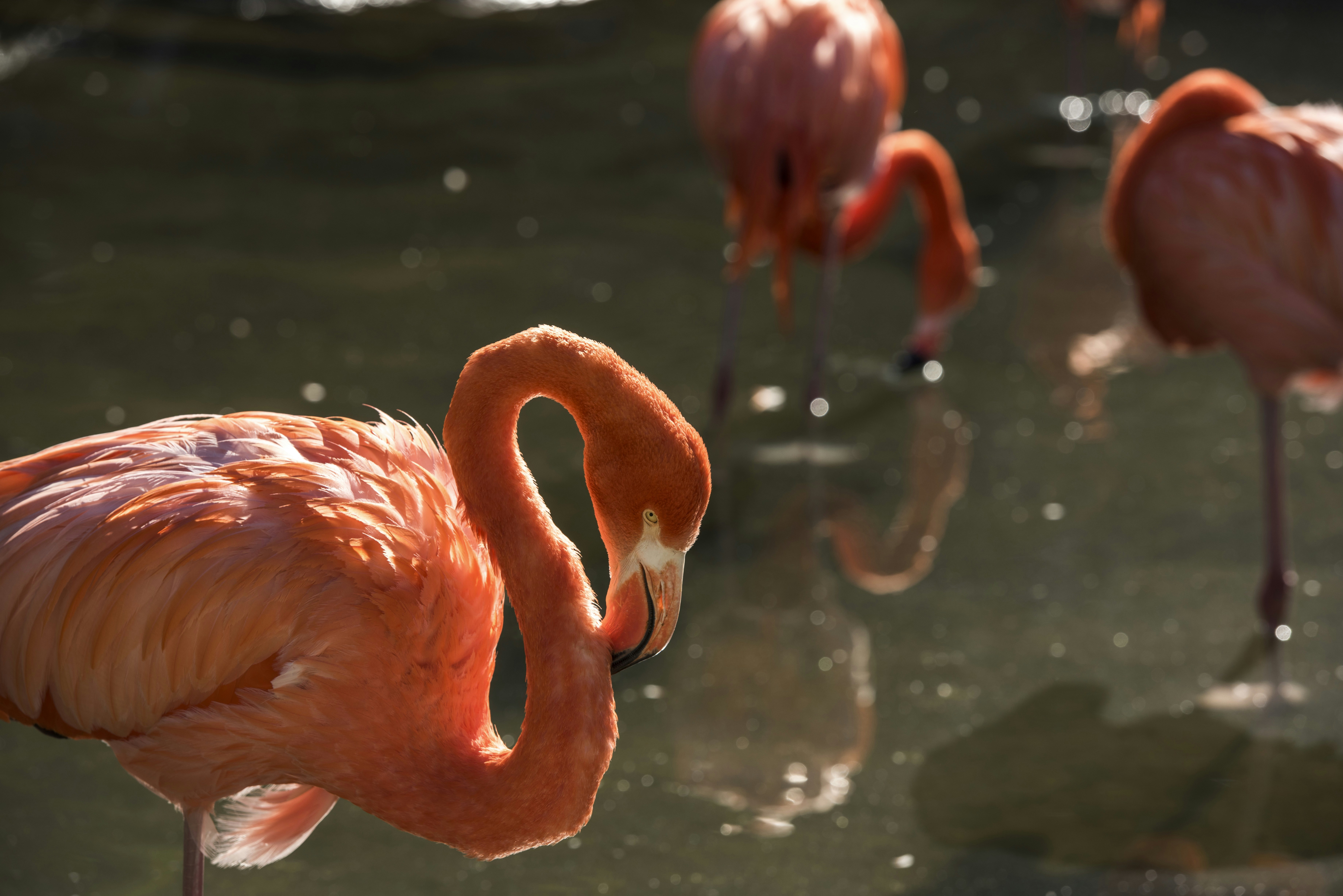 S-curve Serenade: Flamingo Portrait in Warm Pond Light