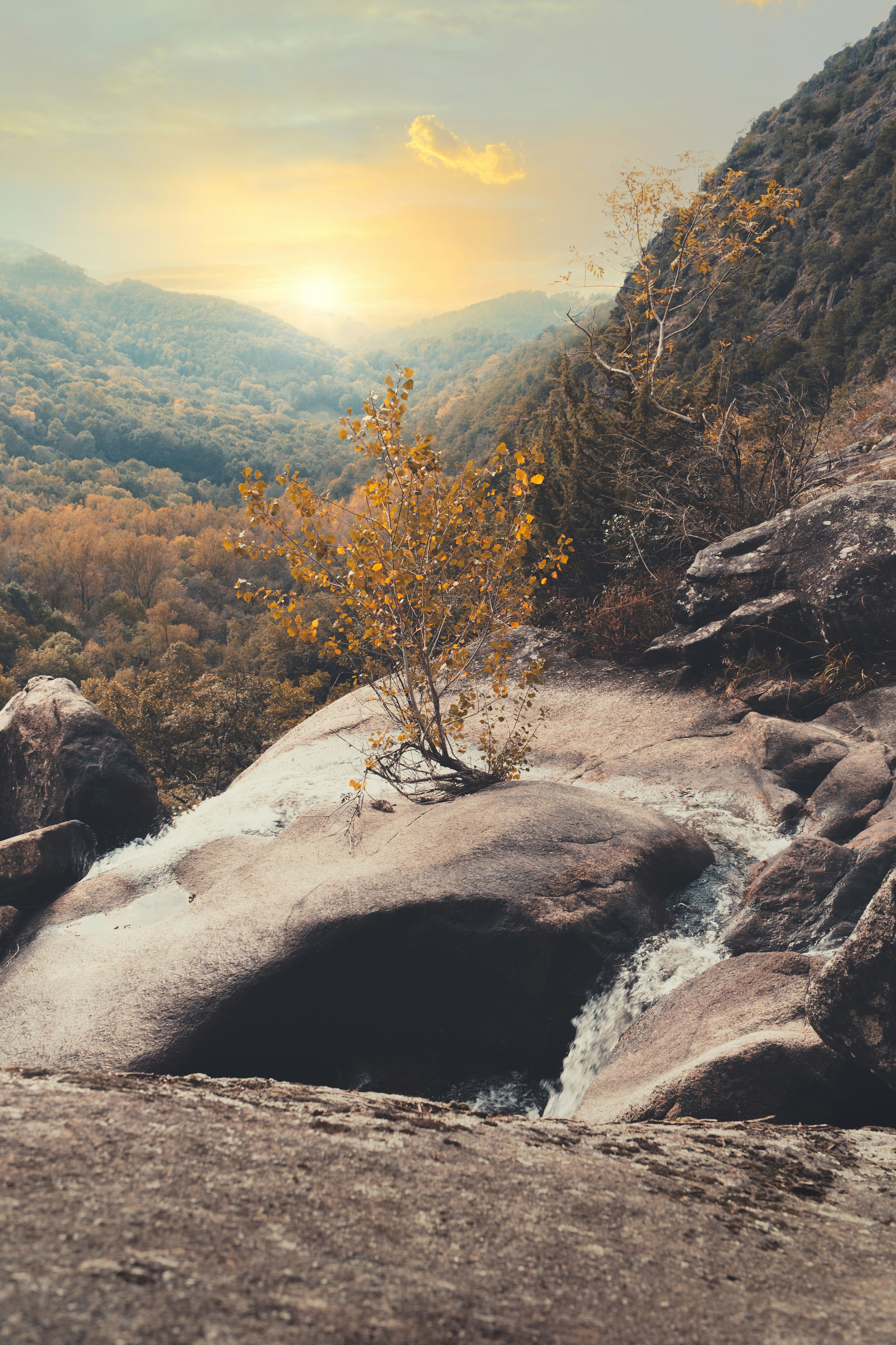 A solitary tree stands proudly on a rocky outcrop, with a gentle stream flowing over boulders, framed by a vibrant autumn landscape and a soft sunset glow.