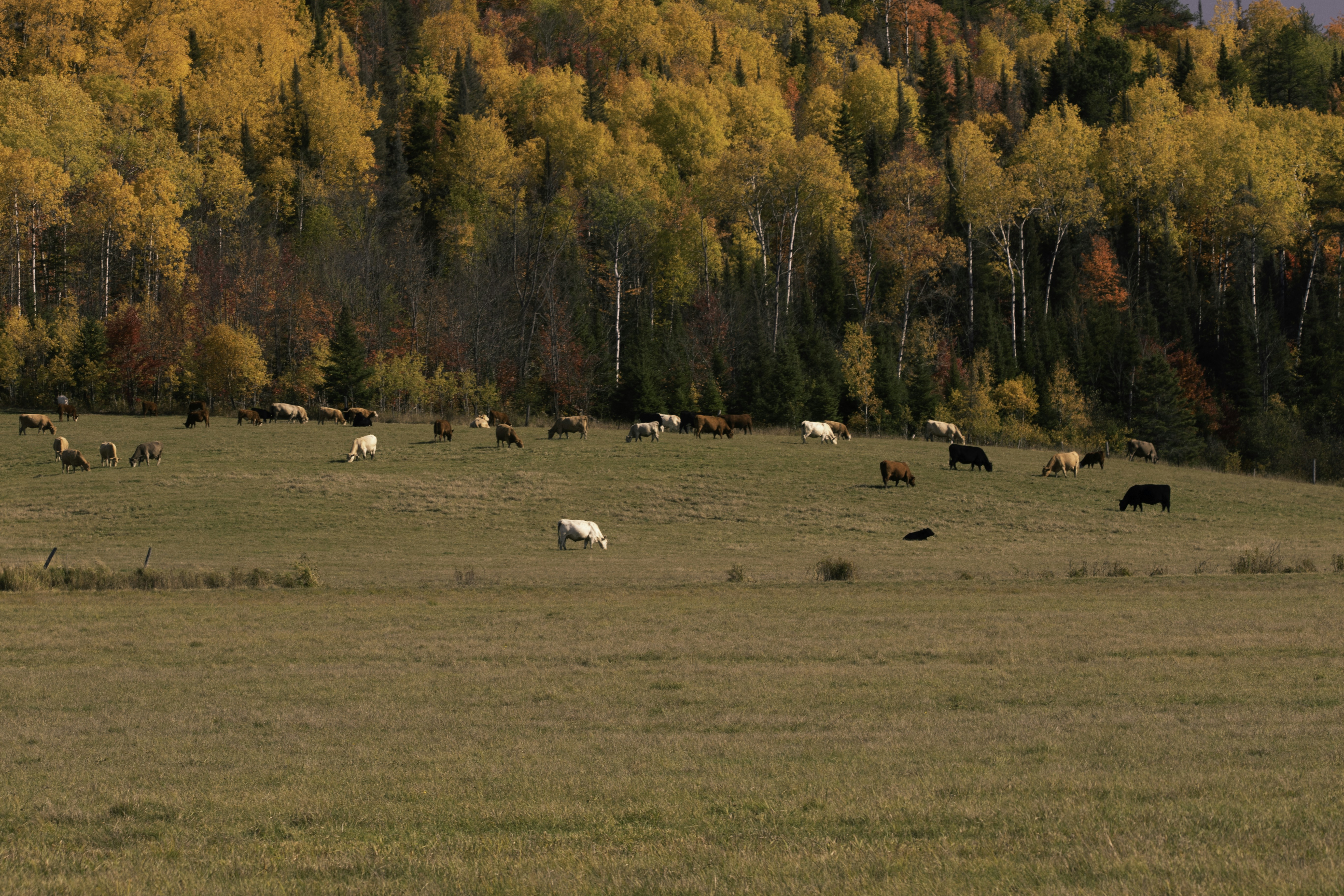 White Cow in a Golden Autumn Pasture Framed by a Fire-Tinted Forest