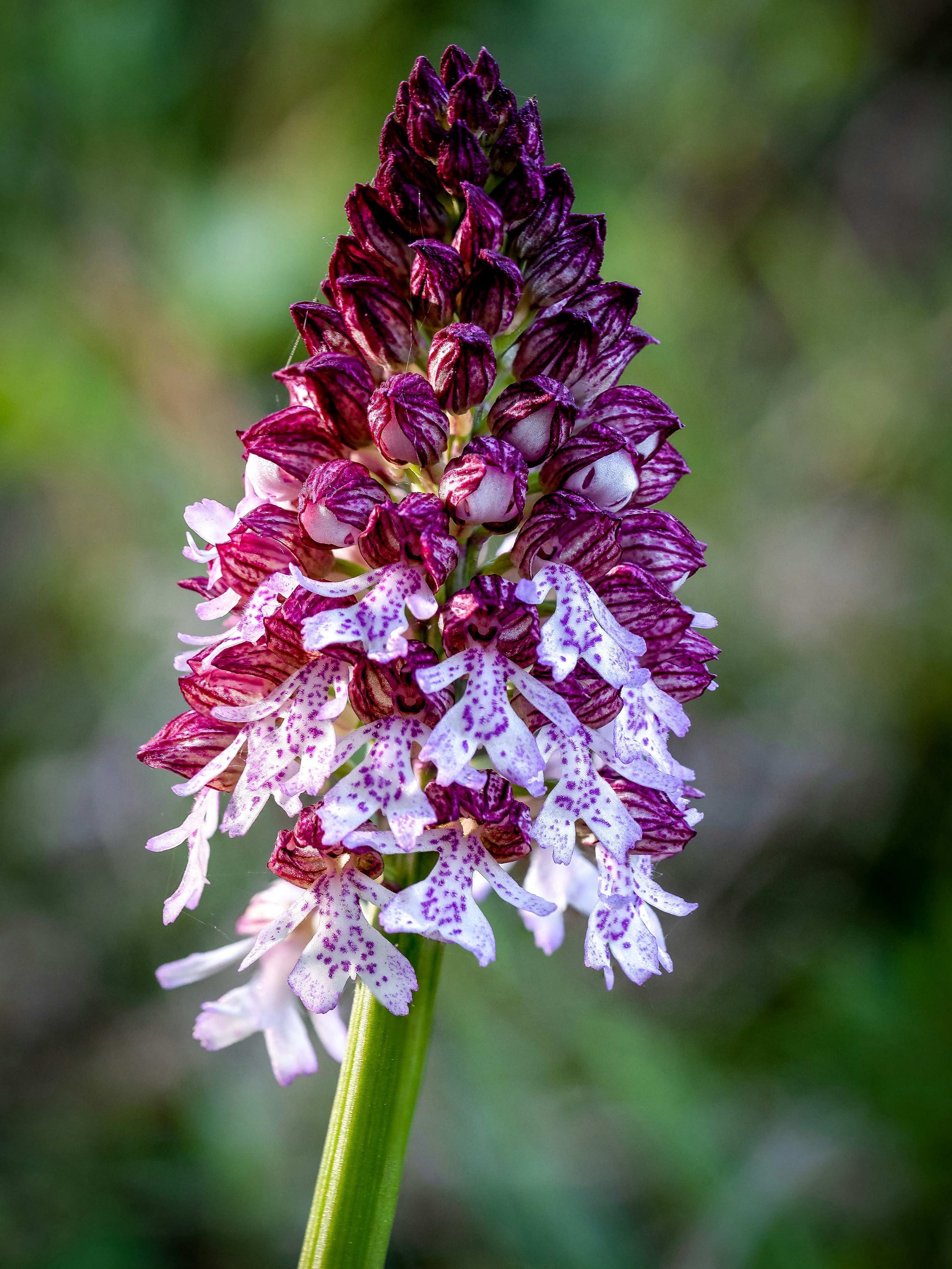 Cascade of Burgundy and Lilac: A Close-Up on a Flower Spike