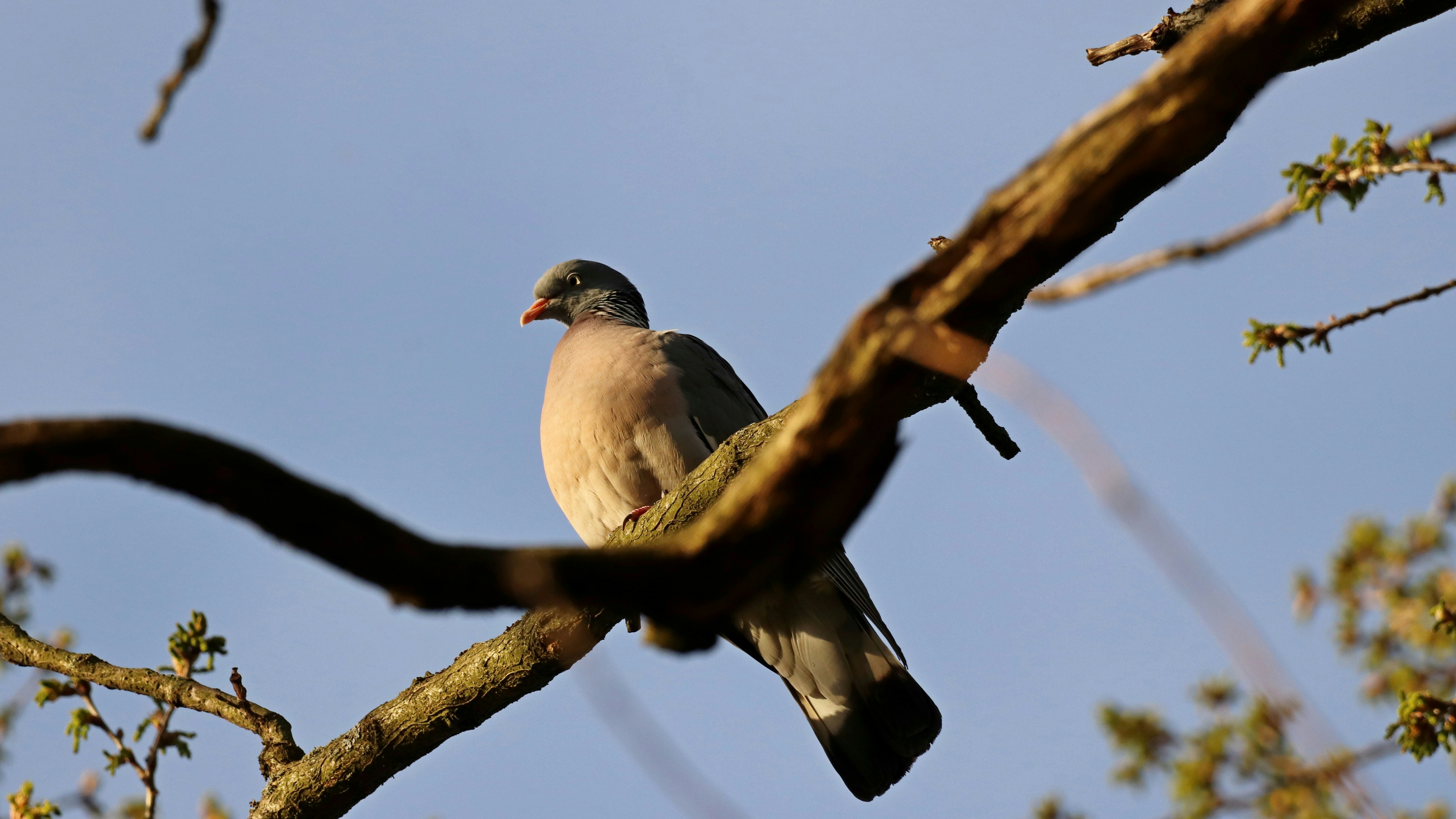 Common wood-pigeon (Columba palumbus) (Holub hřivnáč)