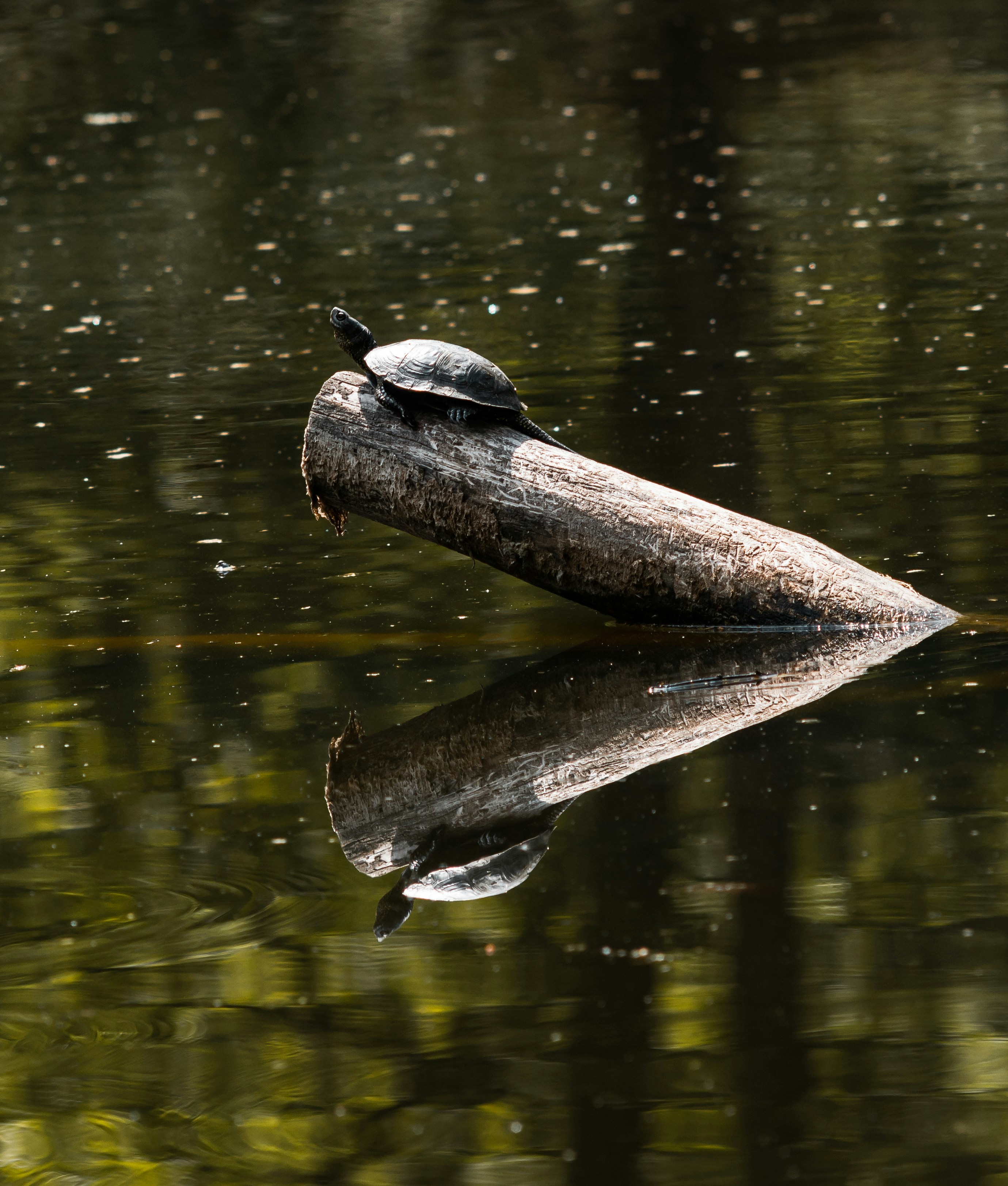 Lone Turtle on a Log: a Quiet Moment Reflected