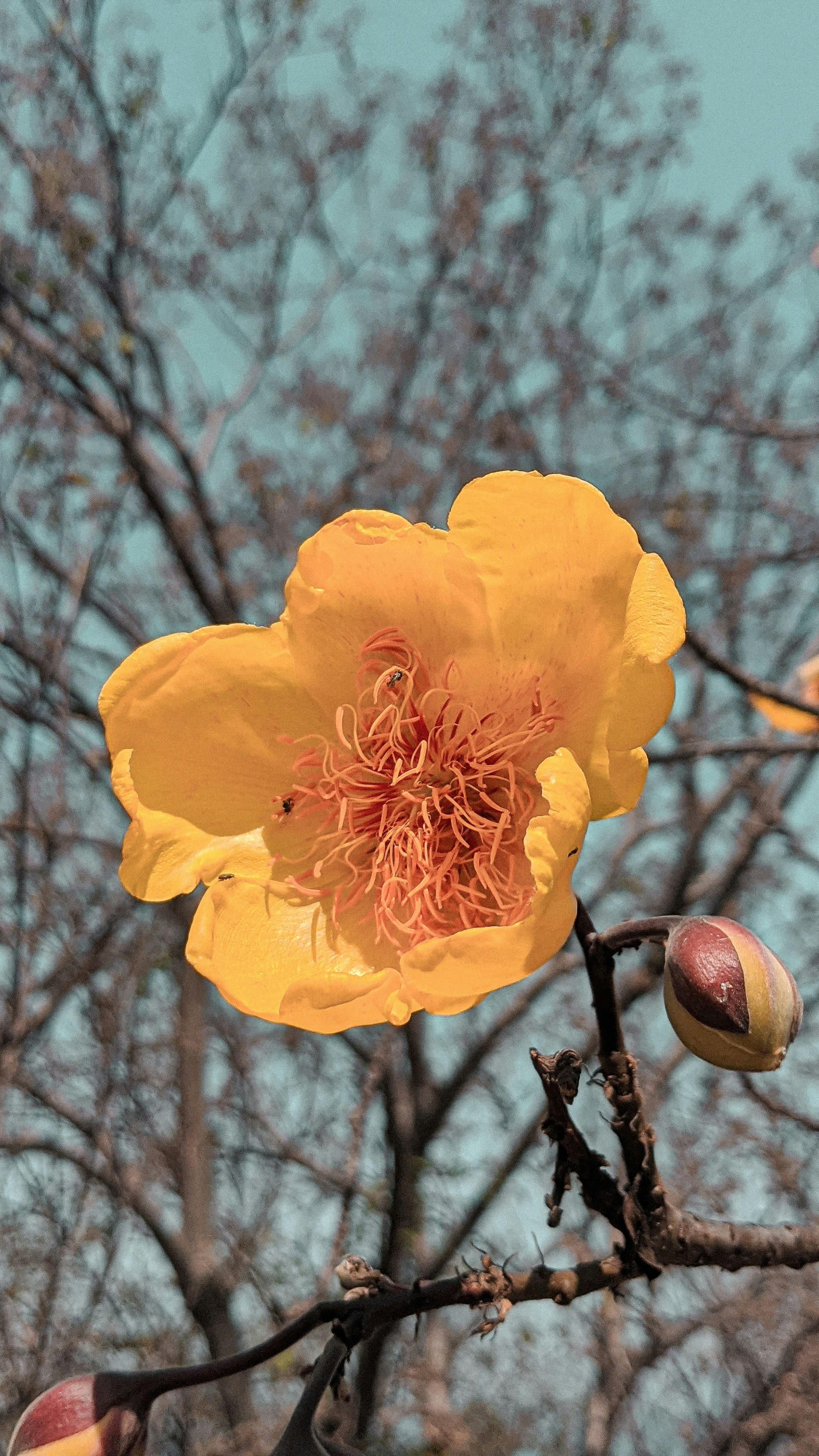 Close-up of a vibrant yellow blossom on a slender, gnarled branch against a pale blue sky. This photograph highlights the flower's intricate petals and central stamen.