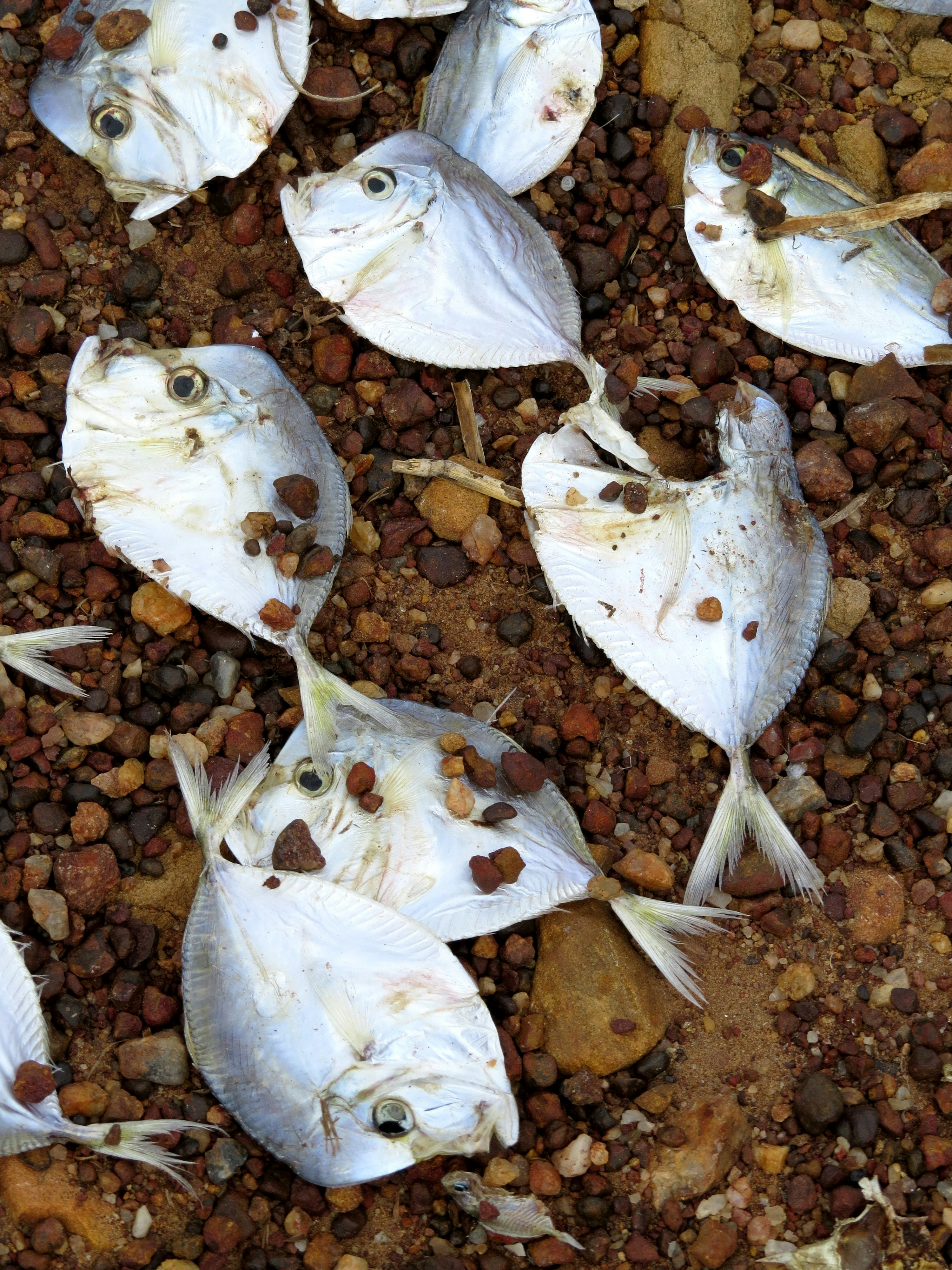fish left to dry @ghana