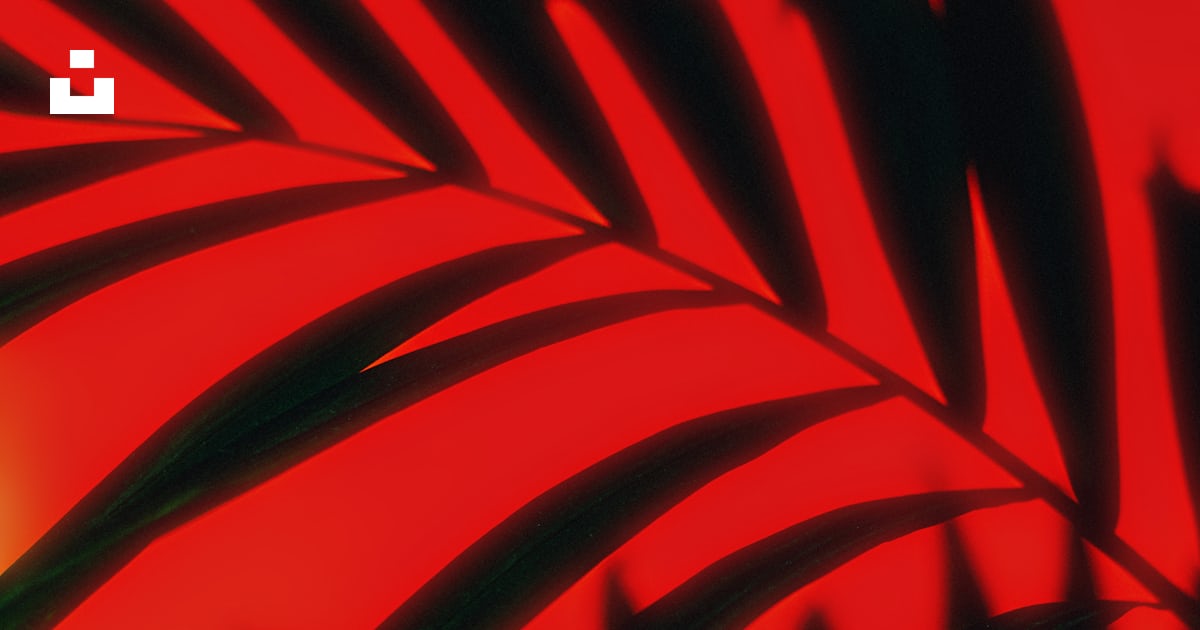 Foto Planta De Hoja Roja Y Verde Imagen Brasil Gratis En Unsplash
