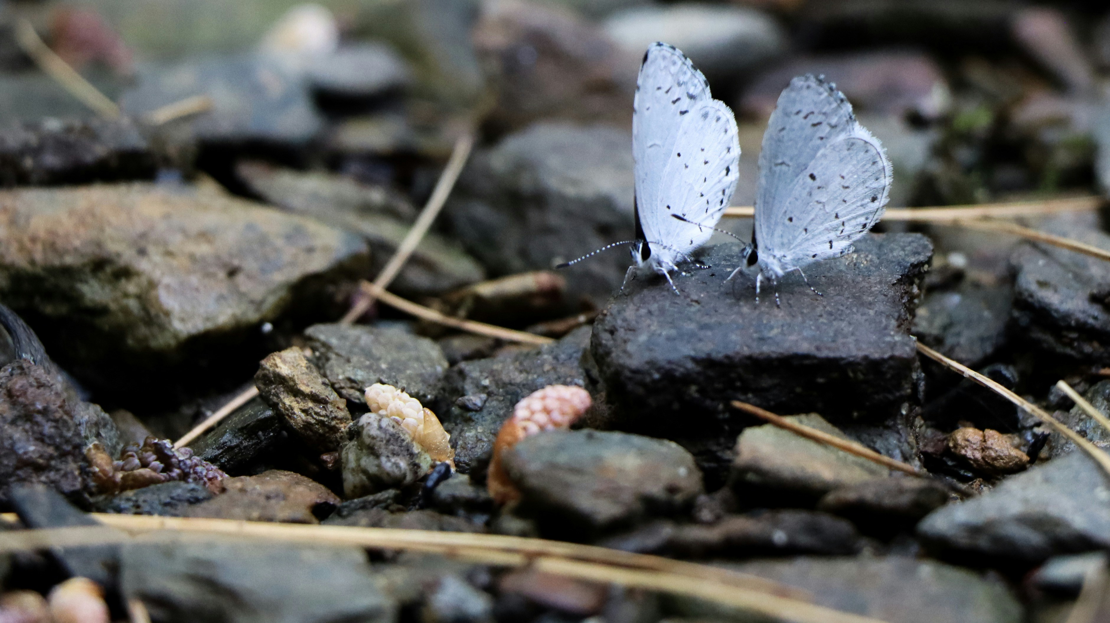 Two Blue Morpho Echoes in Pebble Quiet