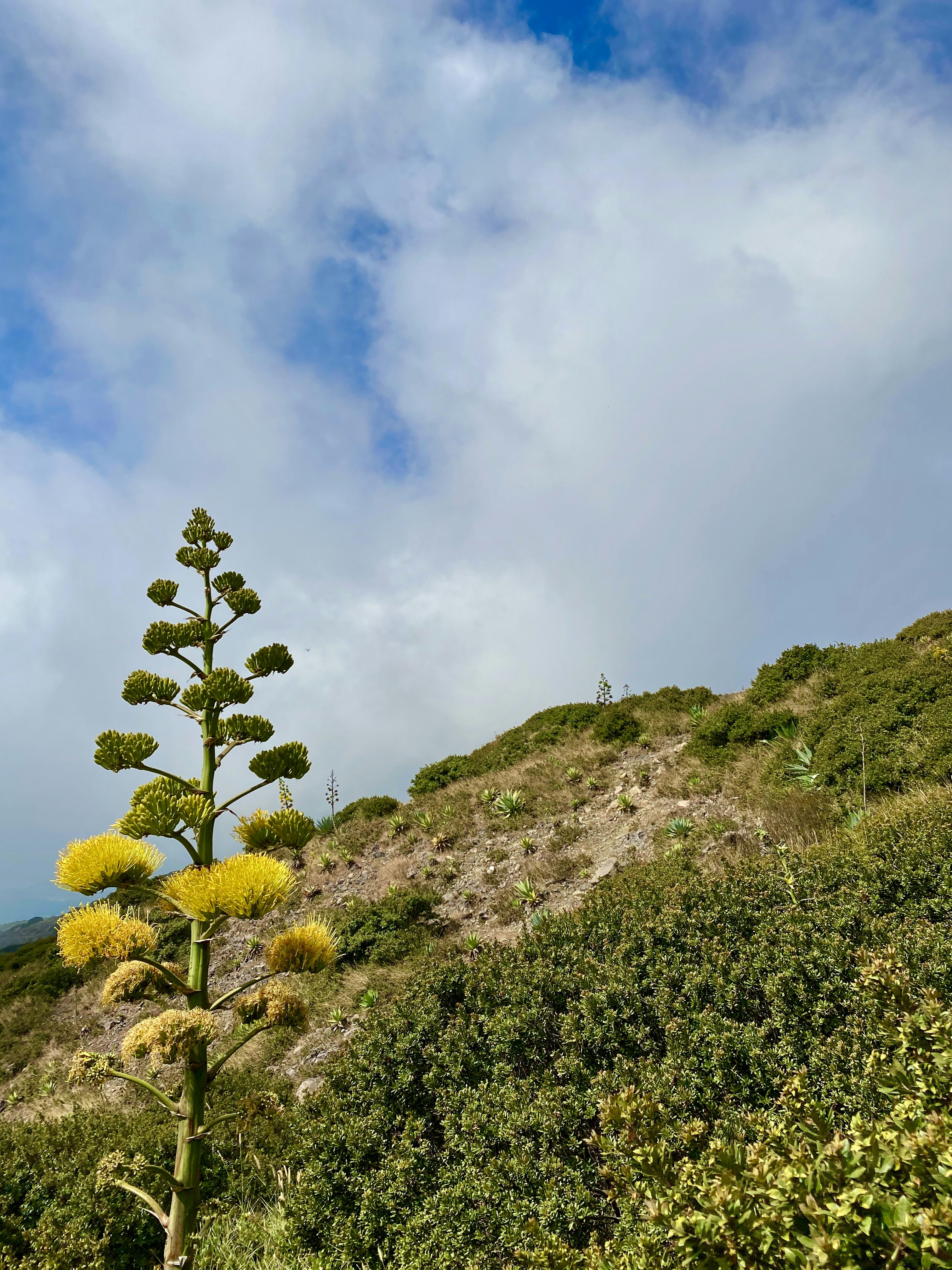 Yellow-flowered stalk with rugged hillside under a blue-sky canopy