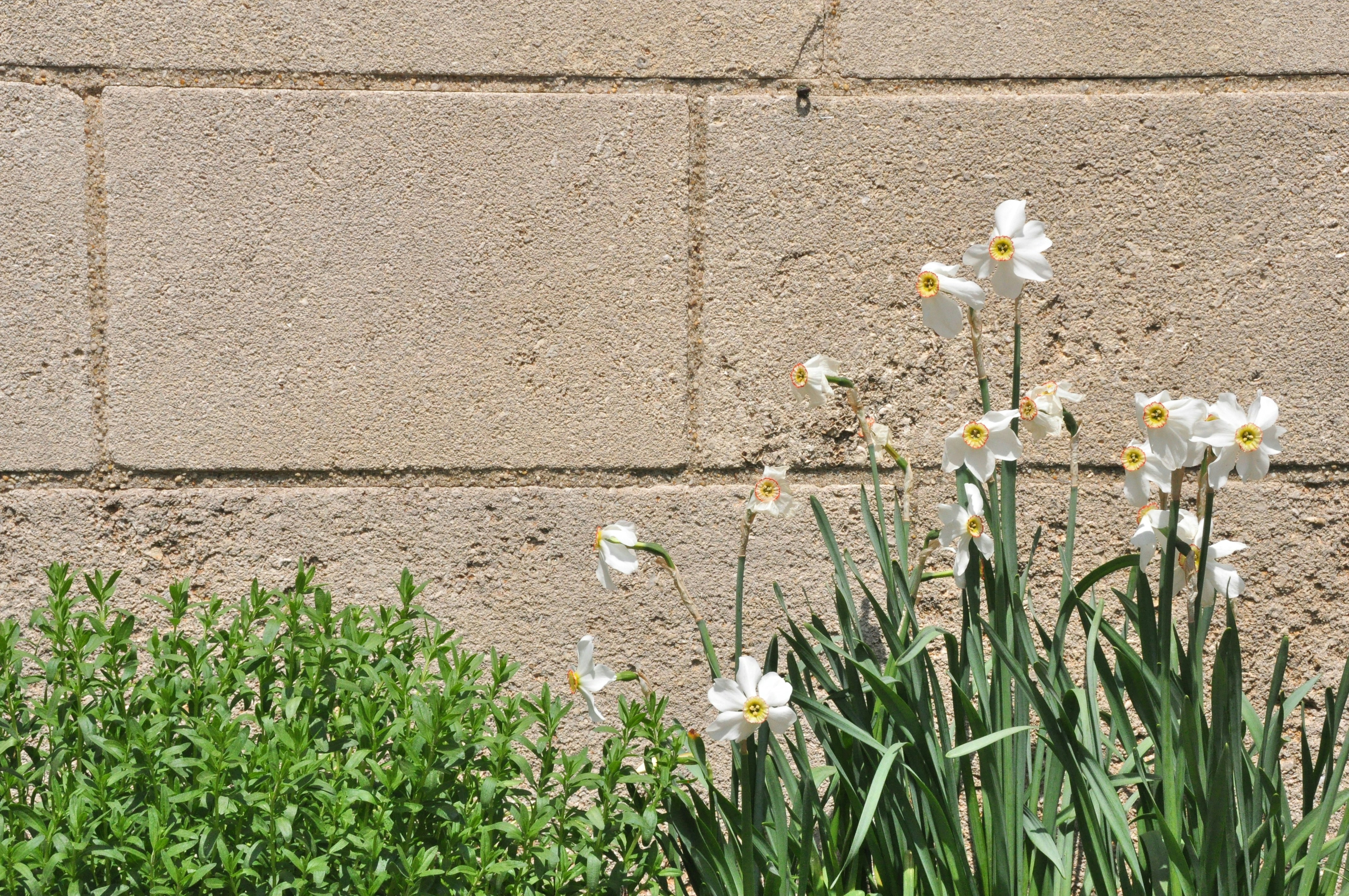 Daﬀodils by the Brick Wall