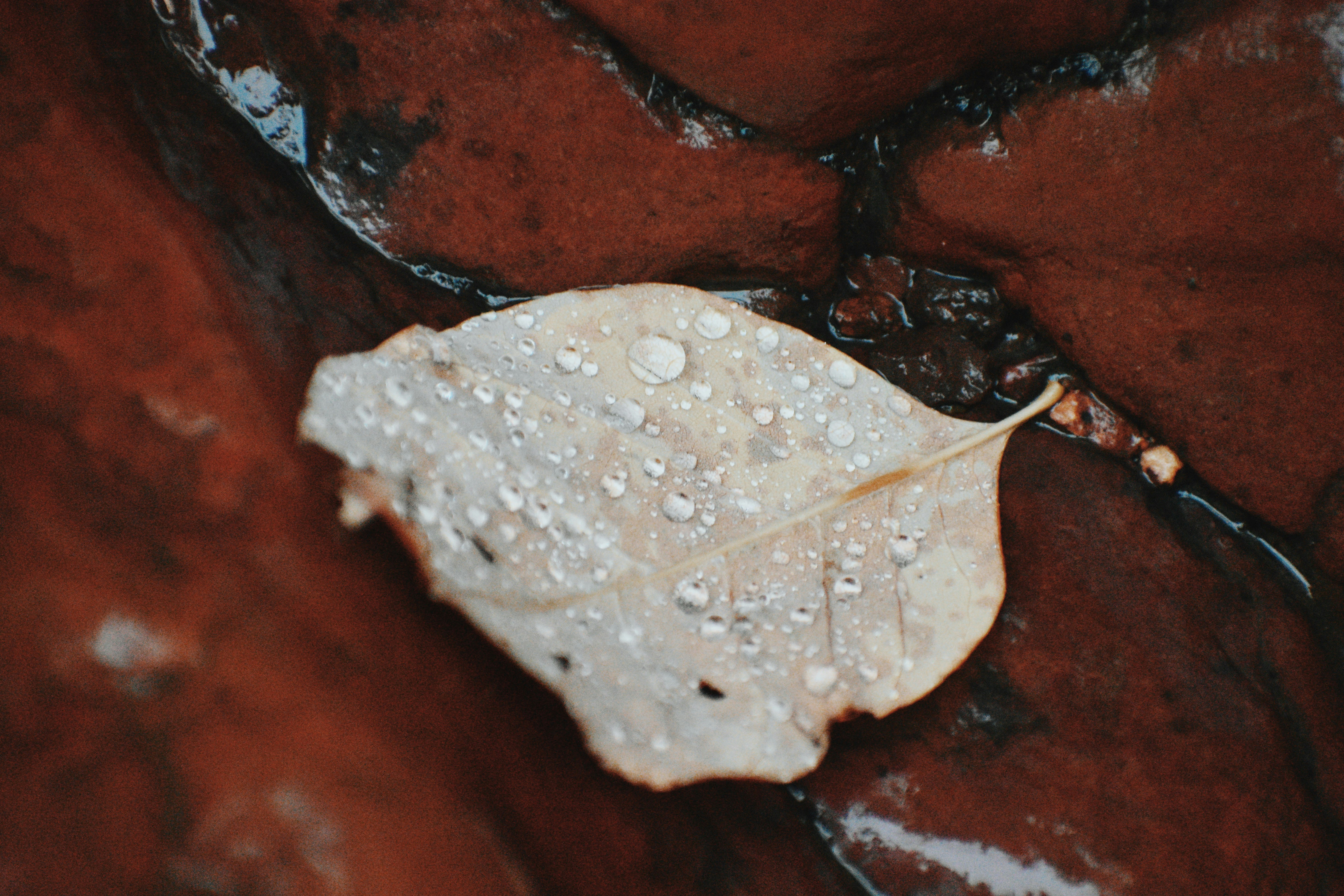 Dew-Kissed Pale Leaf on Ember-Red Stones