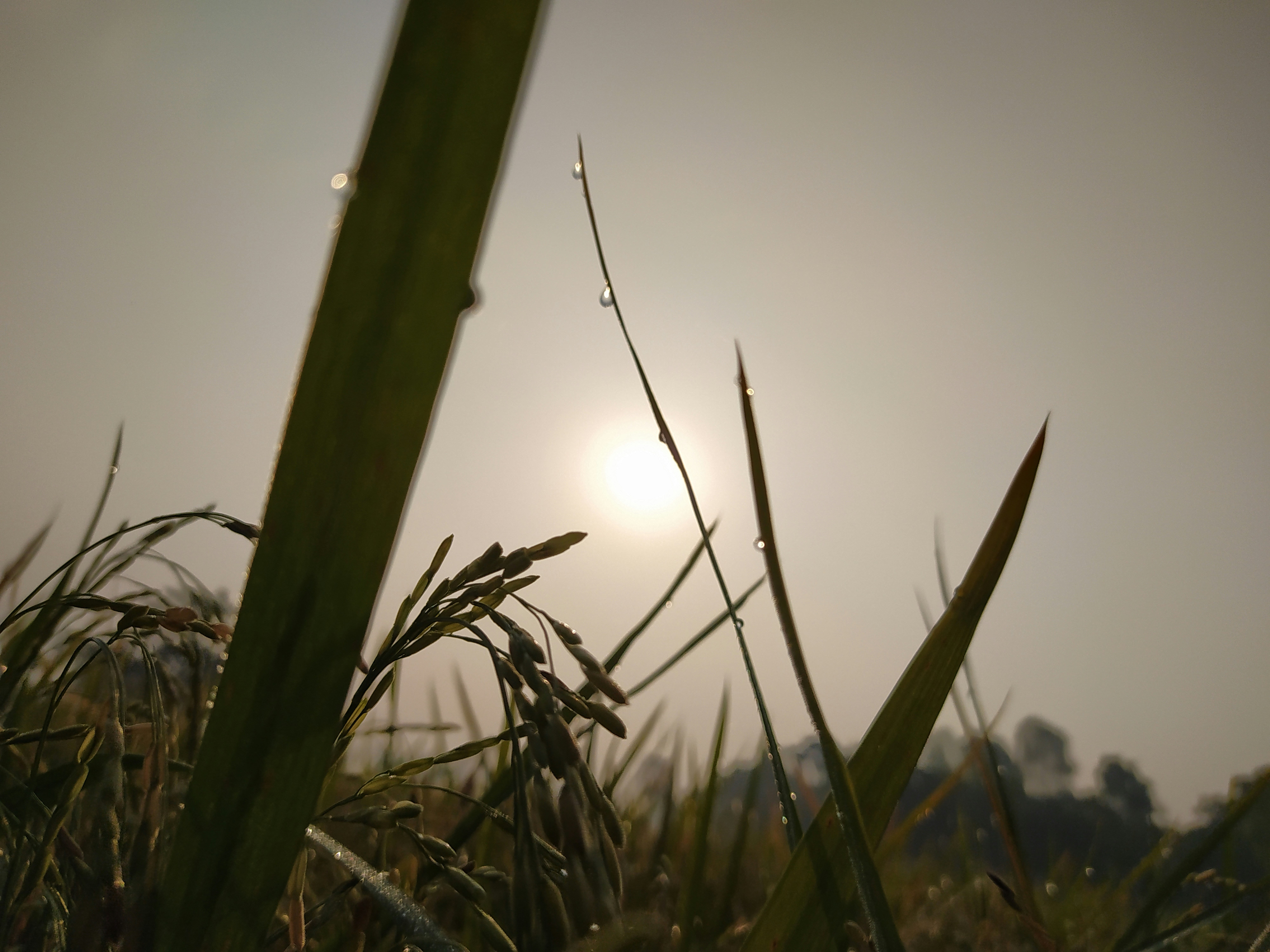 Bagmara Upazila Photos | Télécharger des images gratuites sur Unsplash