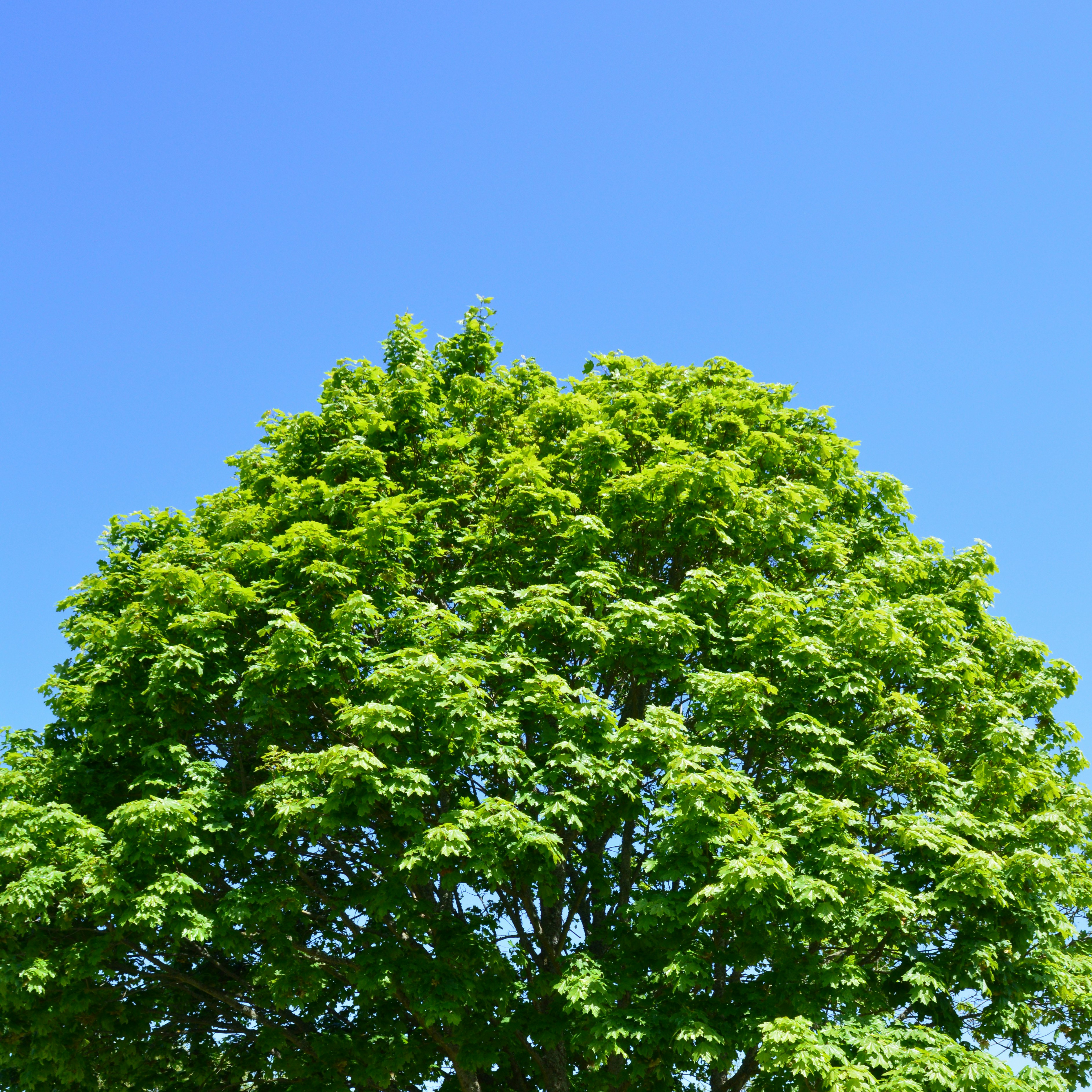 Lush green tree filling the frame under a bright blue sky, showcasing vibrant foliage and natural beauty.