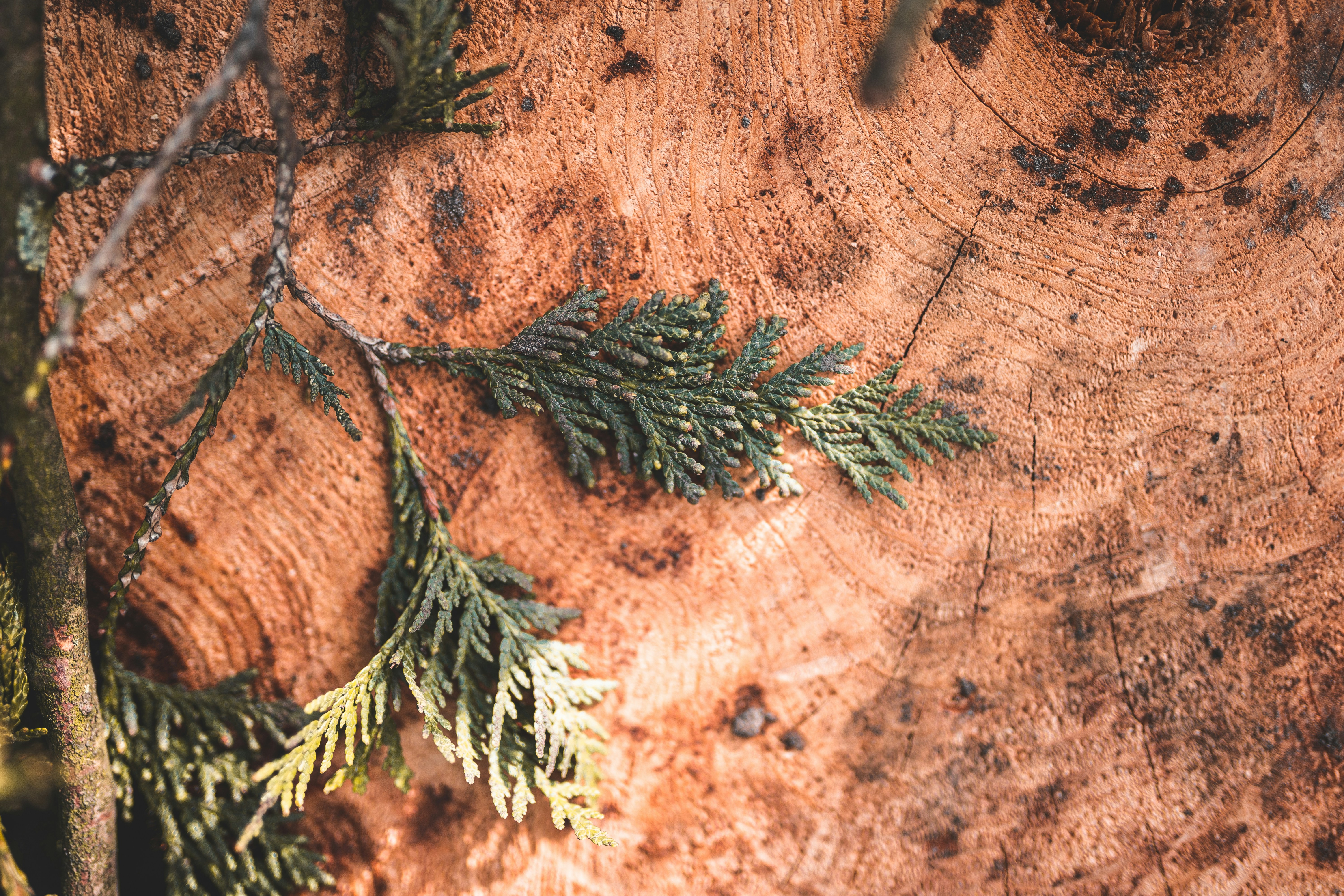 Cedar Fronds on Freshly Cut Cedar Stump