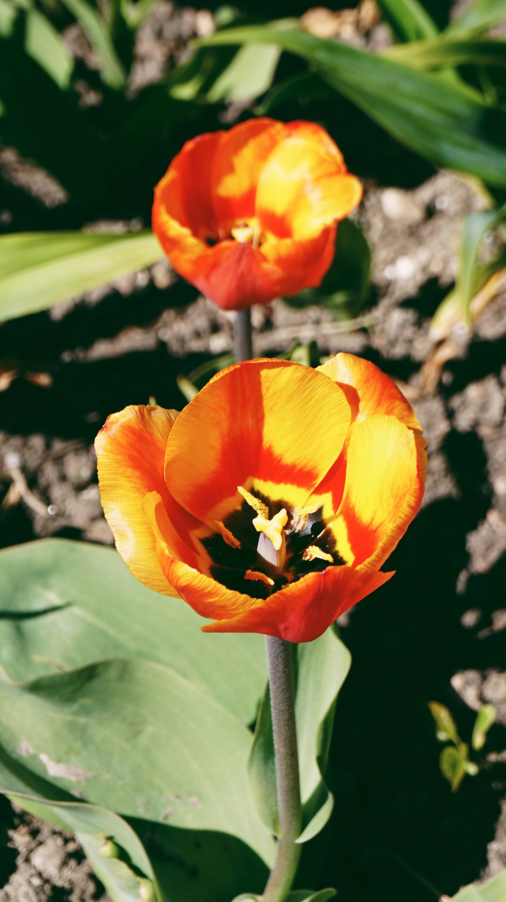 Spring Day 