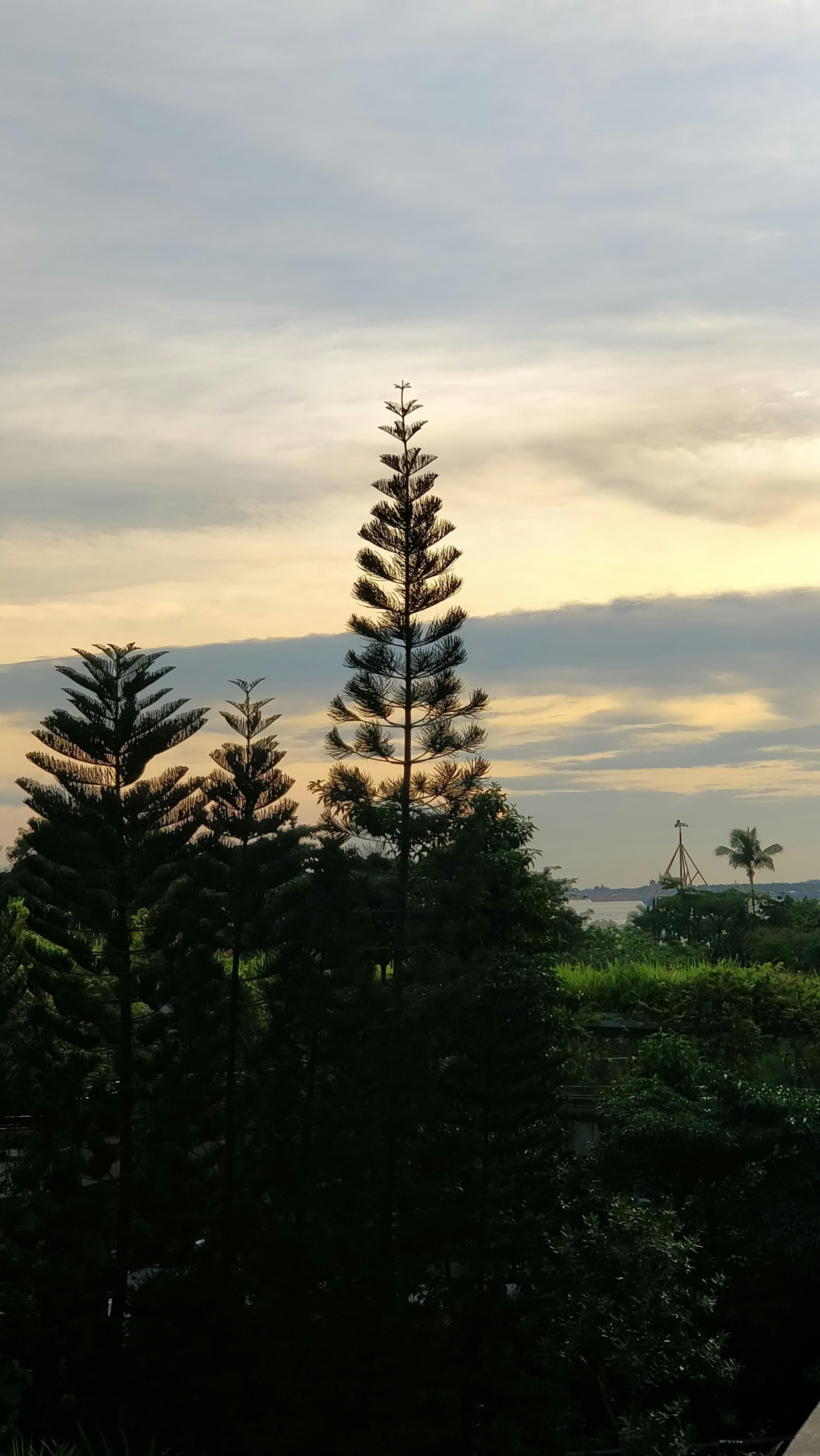 Towering Pine Silhouette Against a Velvet Sunset
