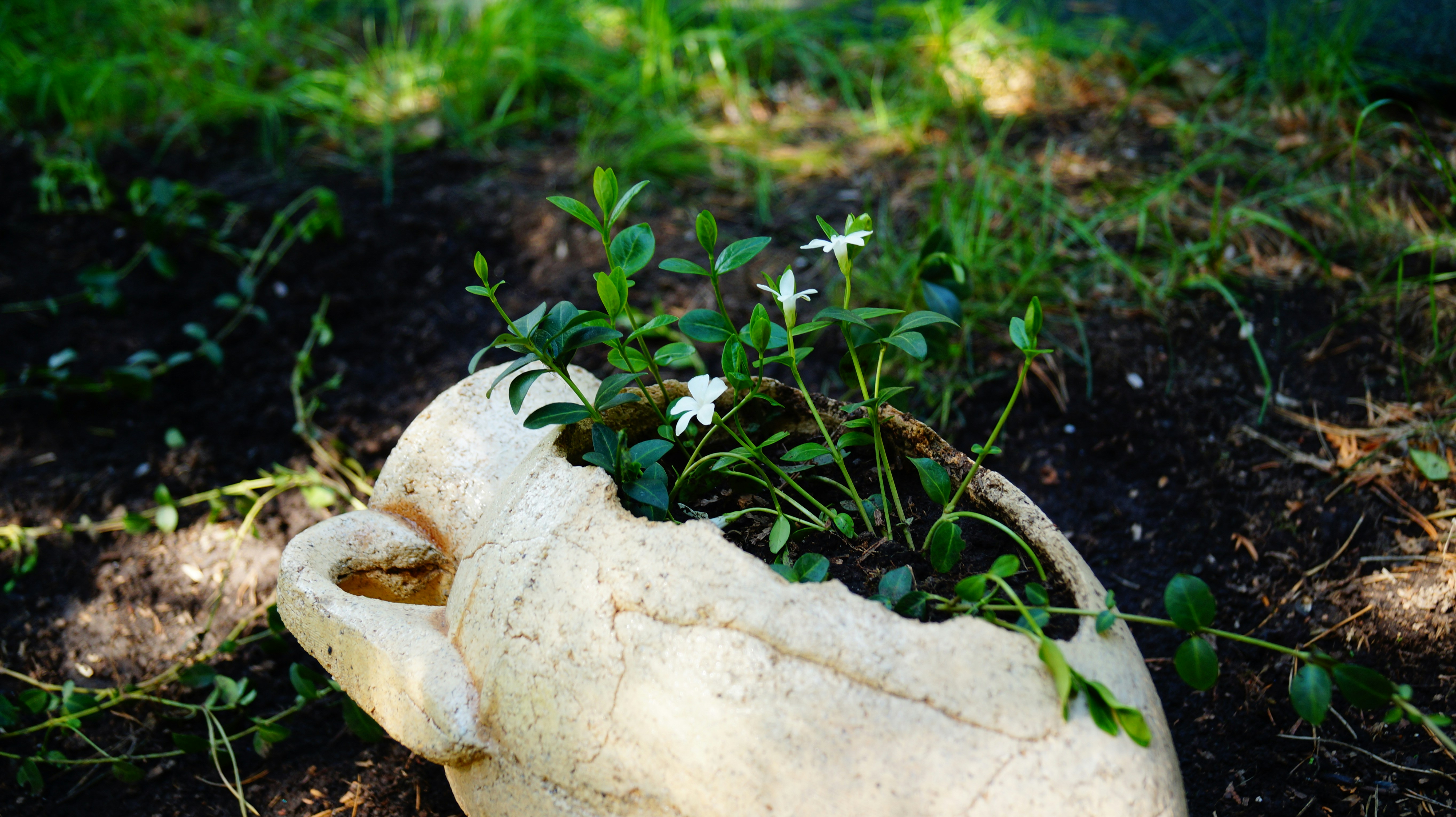 Cracked Pot, Quiet Bloom: Green Shoots Rise from a Weathered Vessel