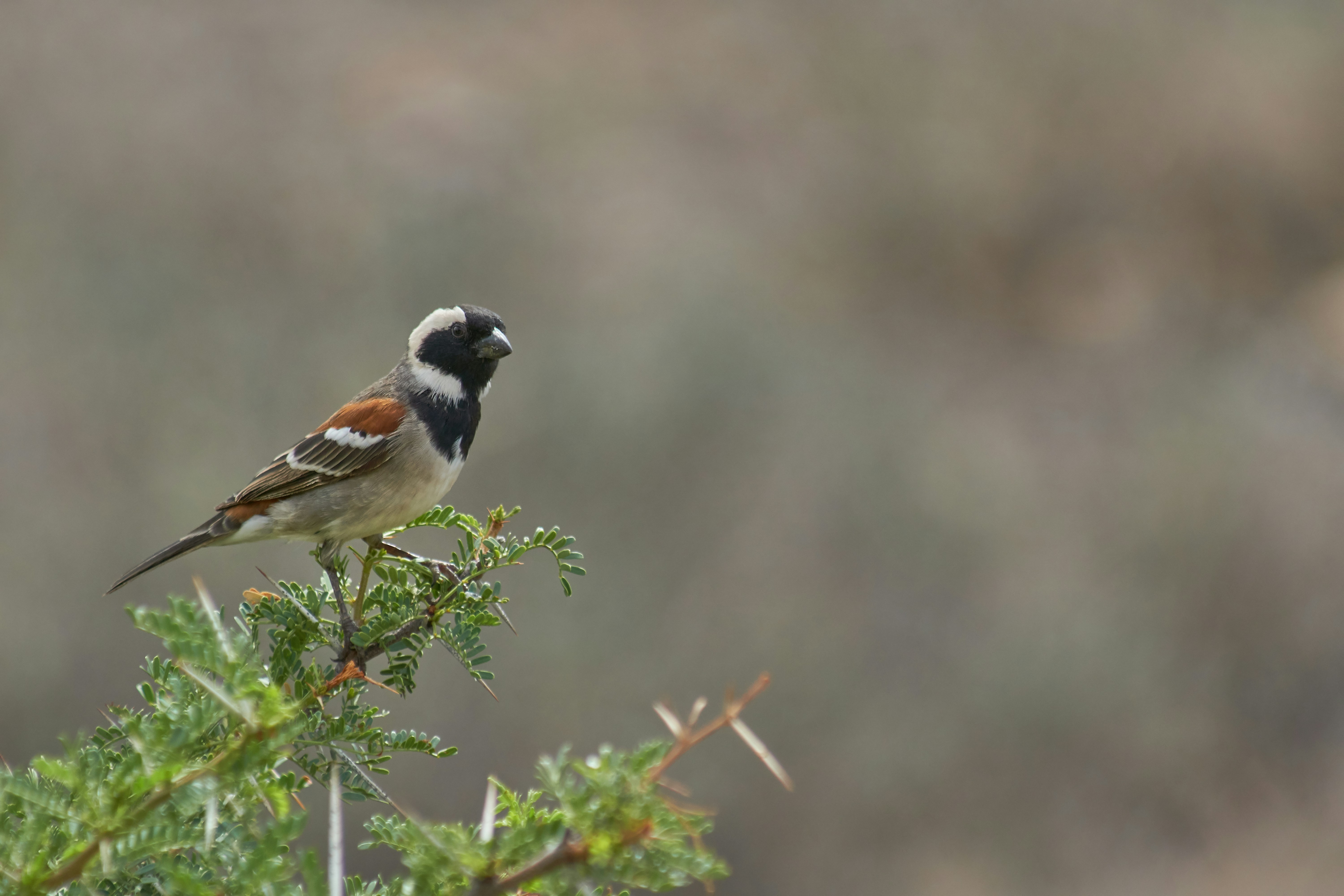 Perched Sparrow on a Thorny Sprig: Quiet Observation in Soft Focus