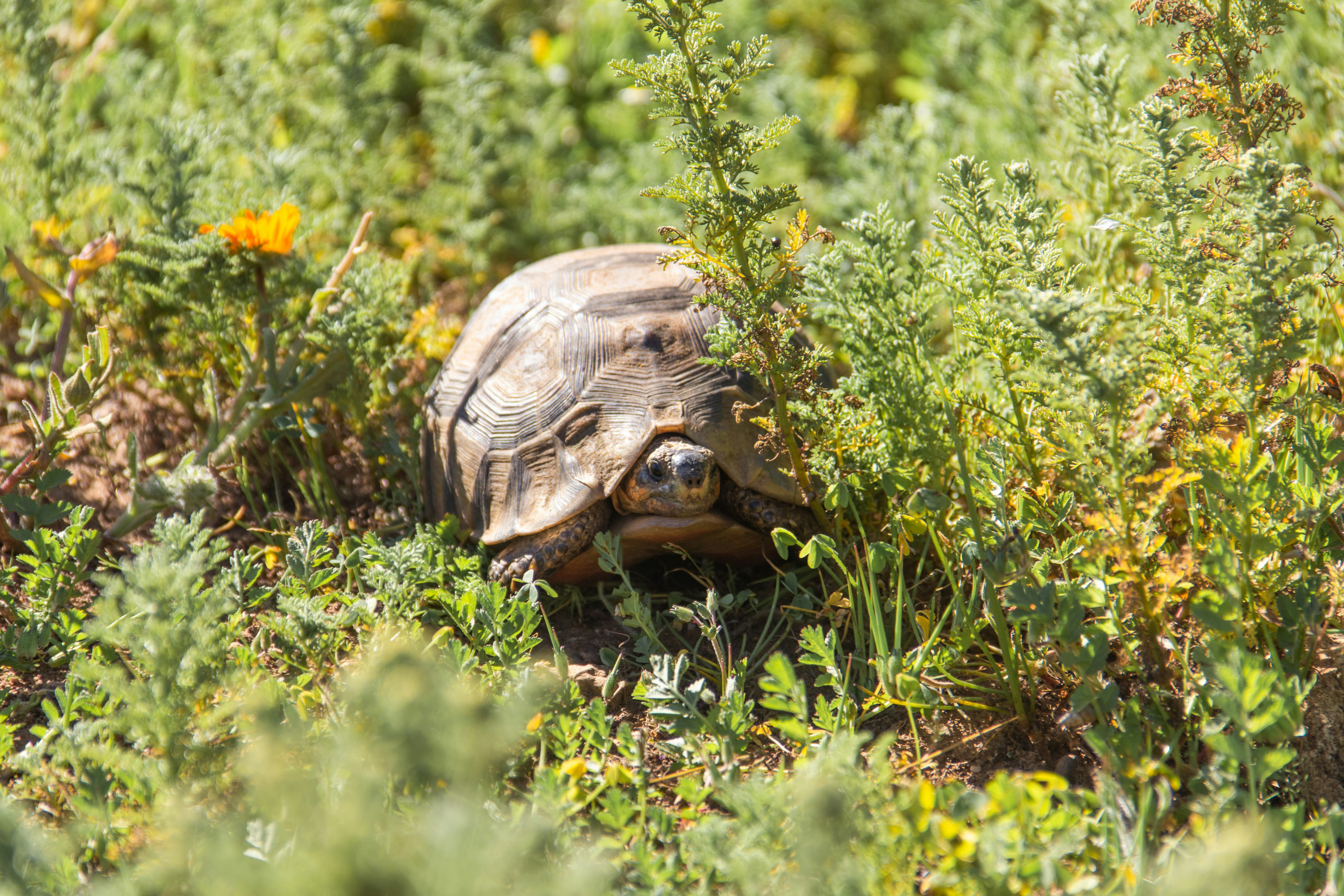 The Meadow's Slow Gatekeeper: Tortoise Among Wildflowers