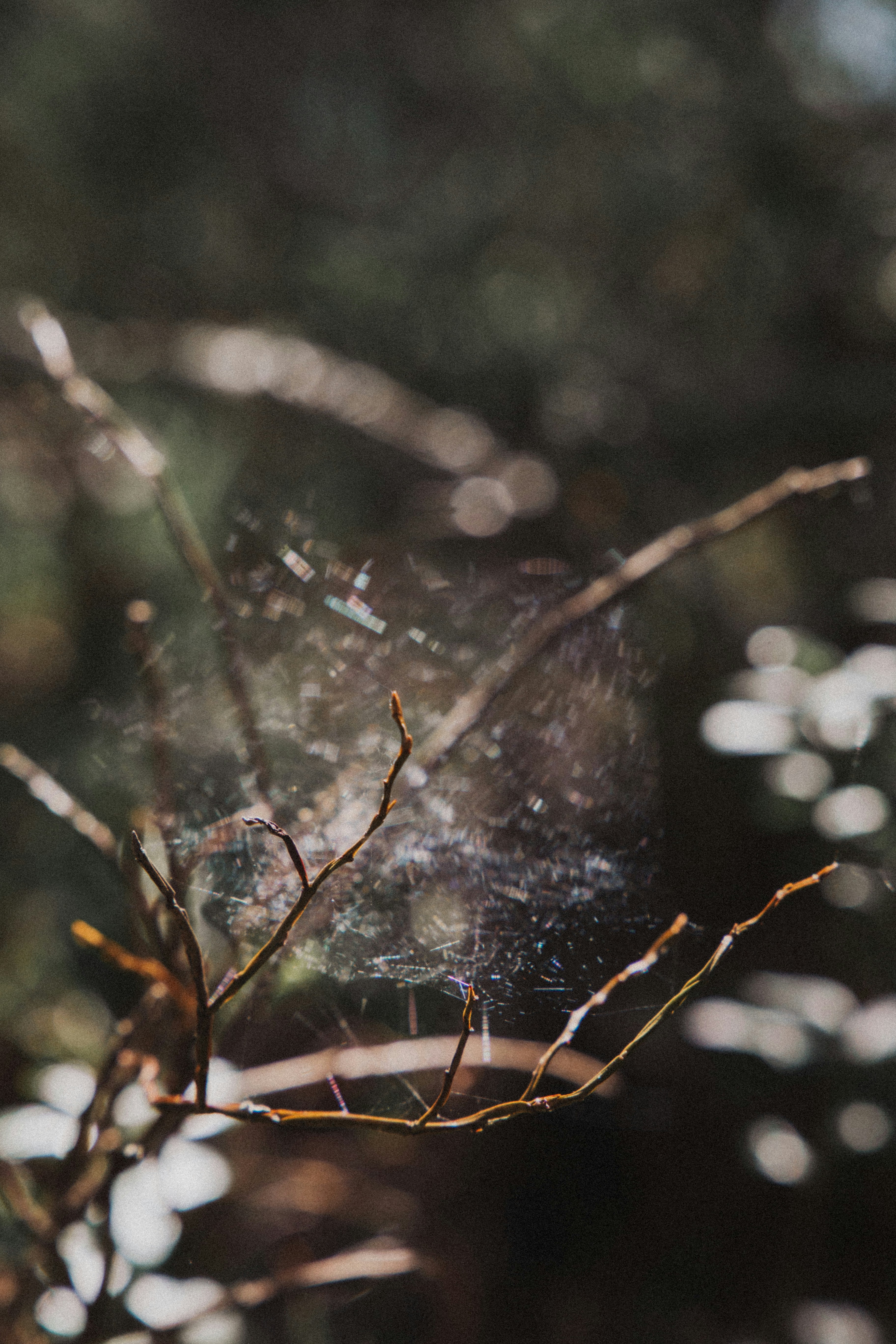 Silken Lattice in Dappled Forest Light