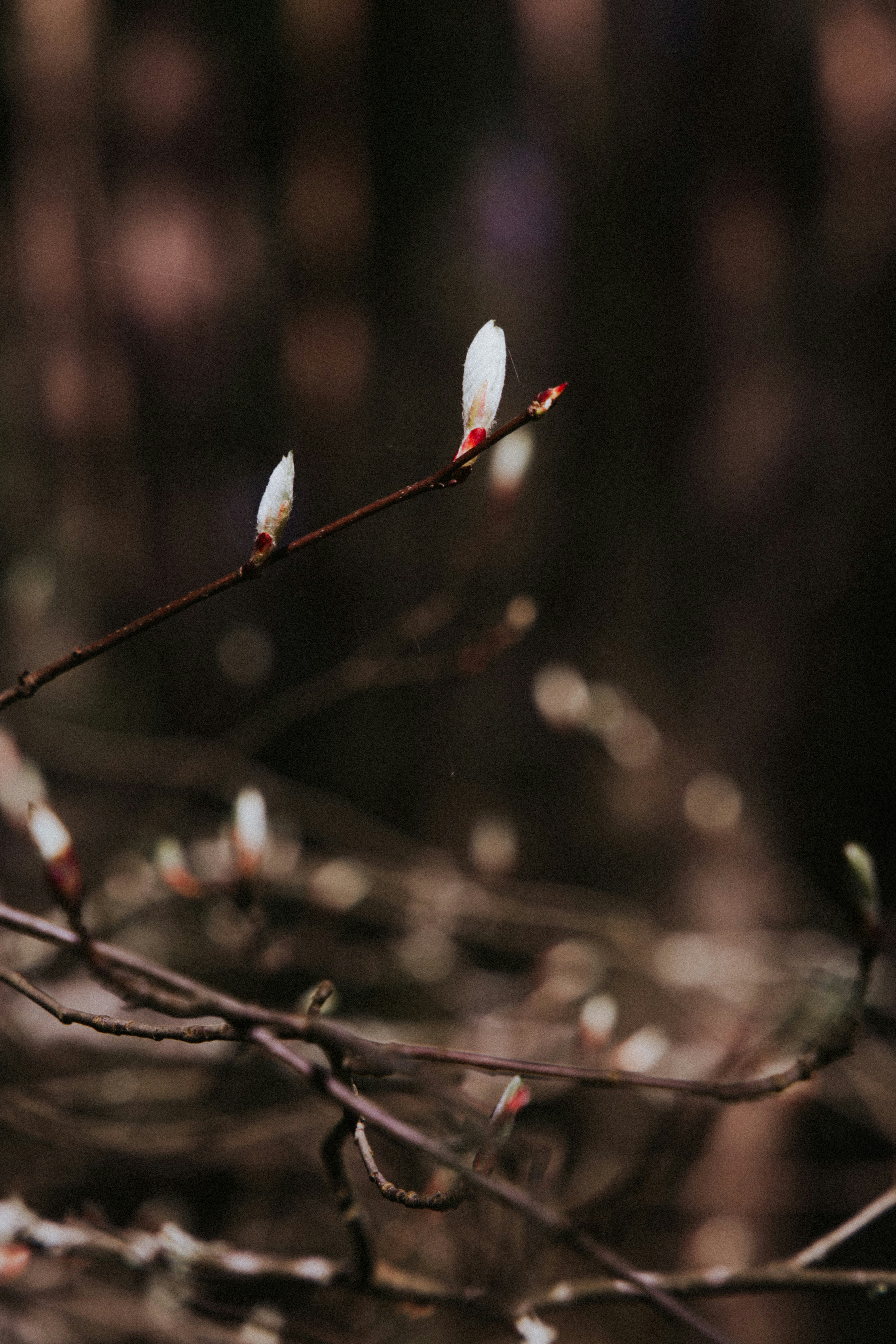 white and red flower in tilt shift lens