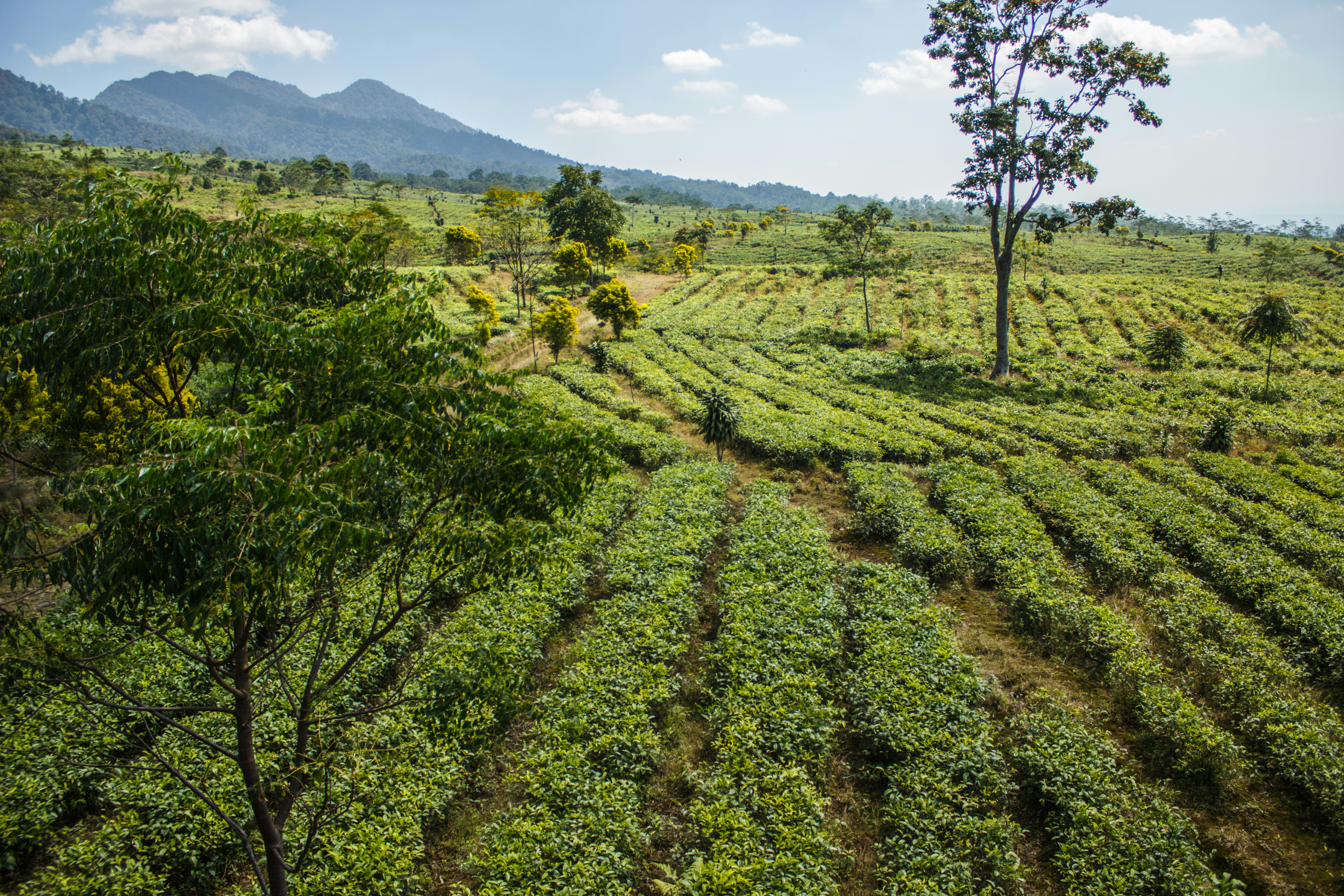 Lush tea plantation with rows of green tea bushes under a clear sky, framed by distant mountains and scattered trees.