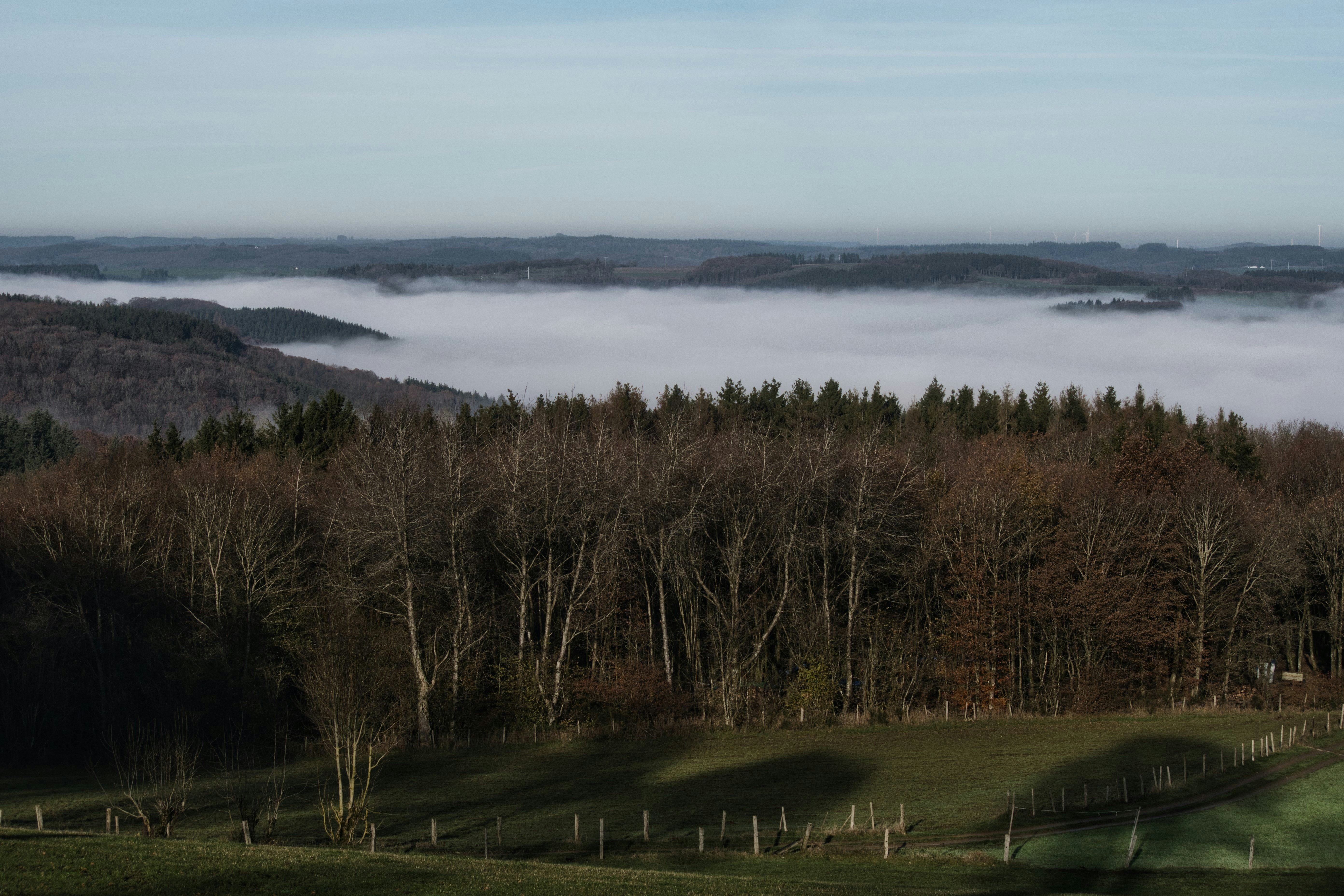 Mist on the Crest: Winter Valley Framed by Leafless Pines