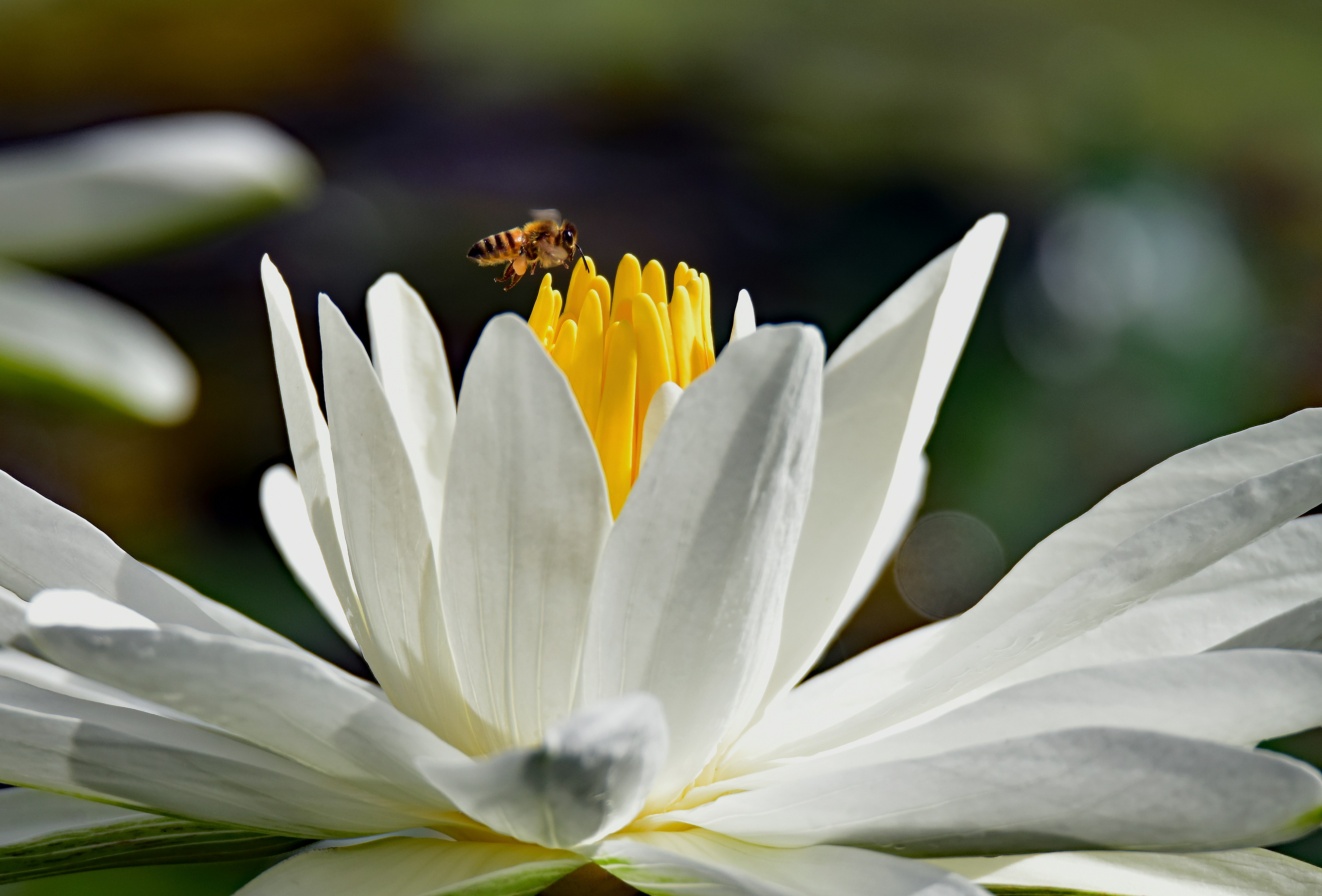 Bee in the Sunlit Crown: A Close-Up on a White Water Lily