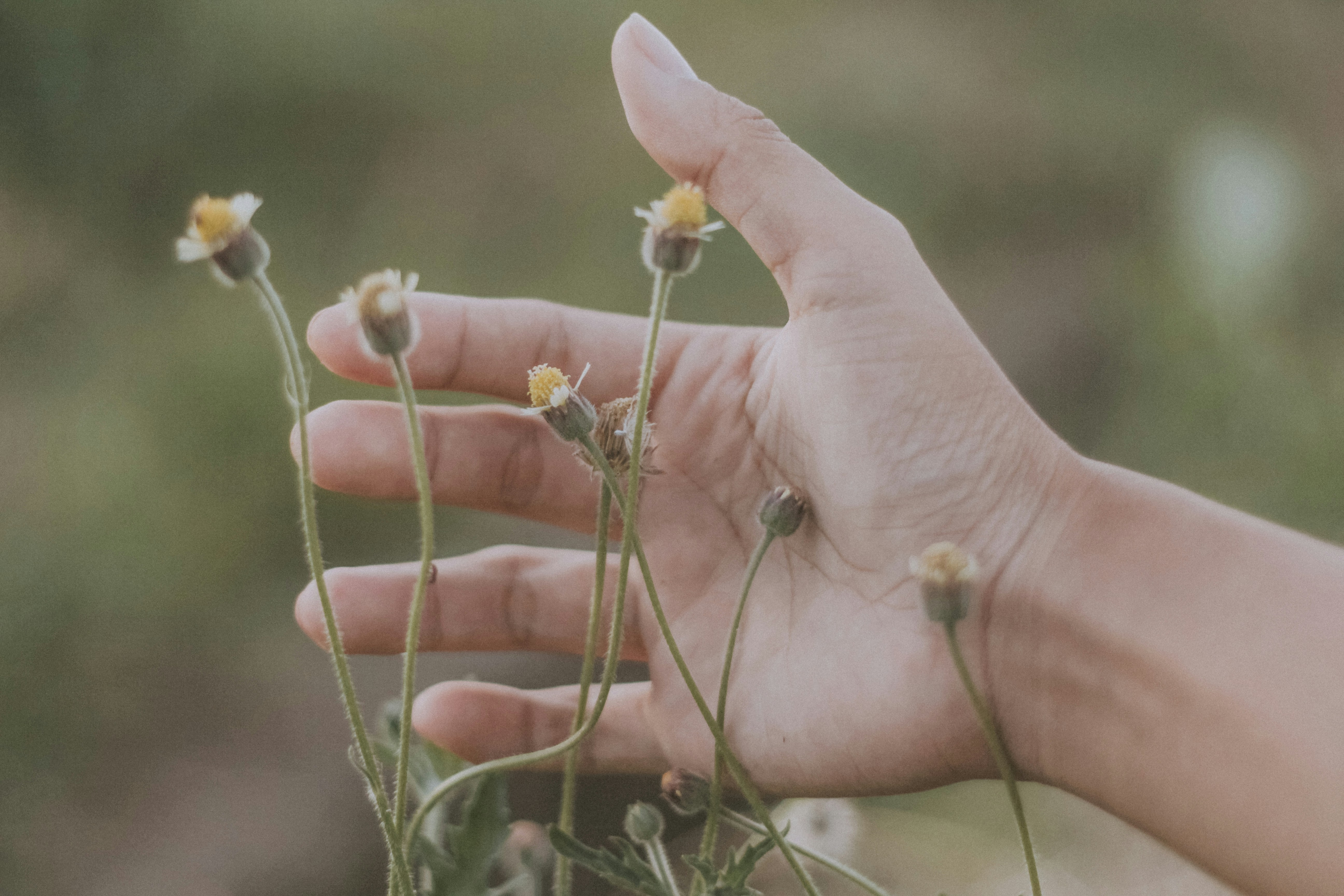 A hand delicately holds wildflowers, showcasing a connection with nature amidst a soft, blurred background.