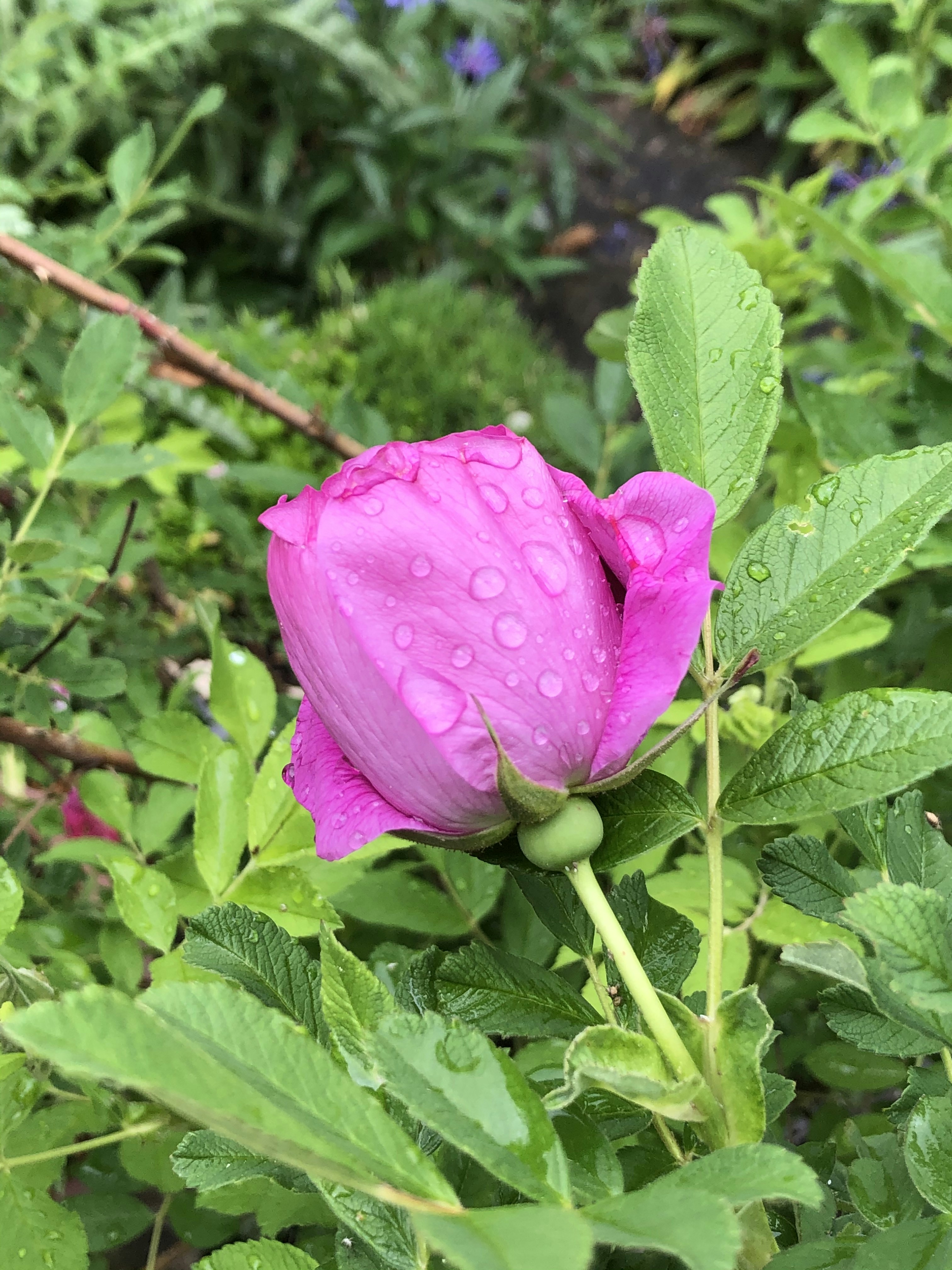 Rosenknospe nach Regenfall | pink flower with green leaves