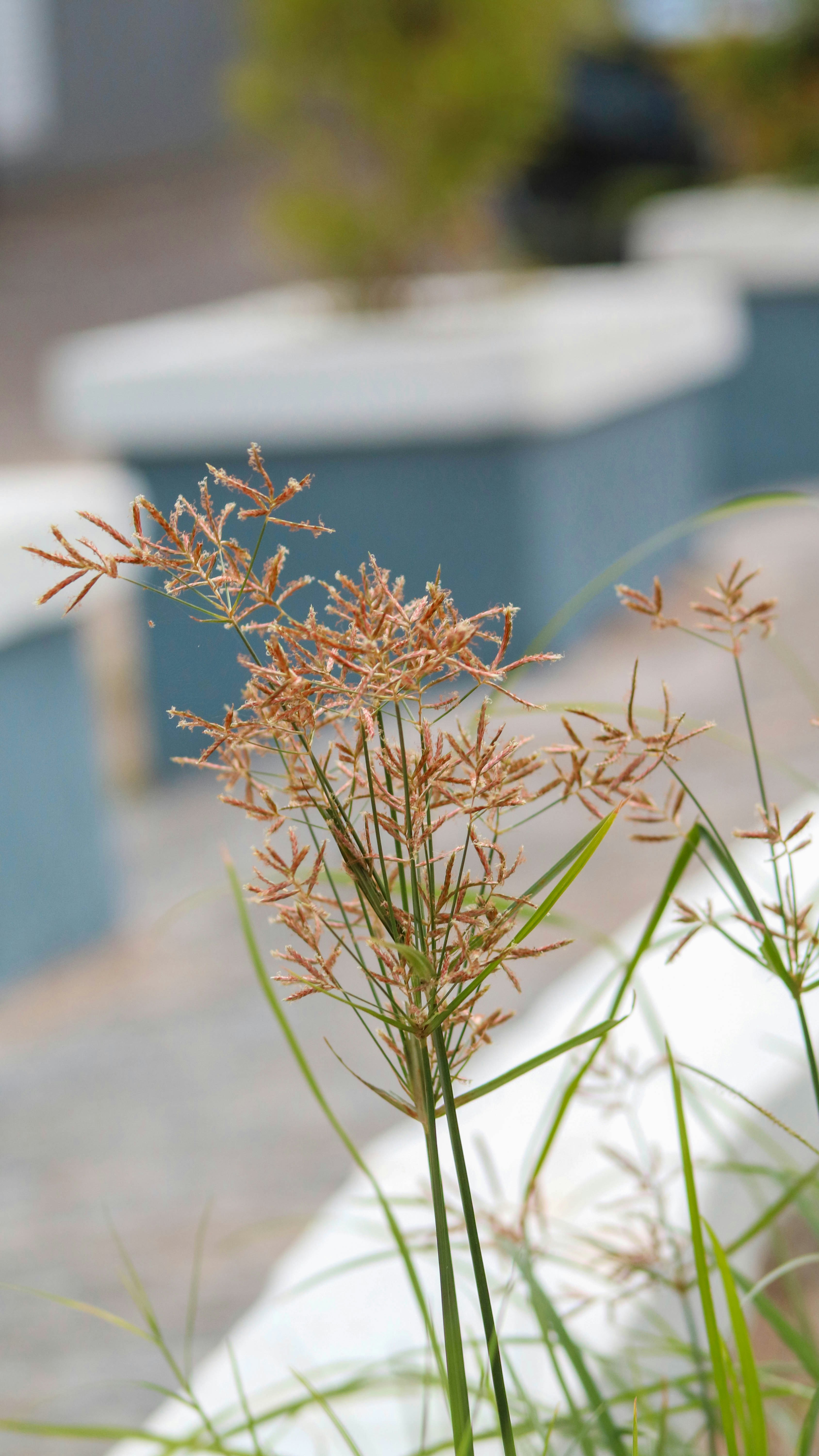 Delicate grass with feathery seed heads sways gently in a tranquil outdoor space, framed by soft, blurred architectural elements. 