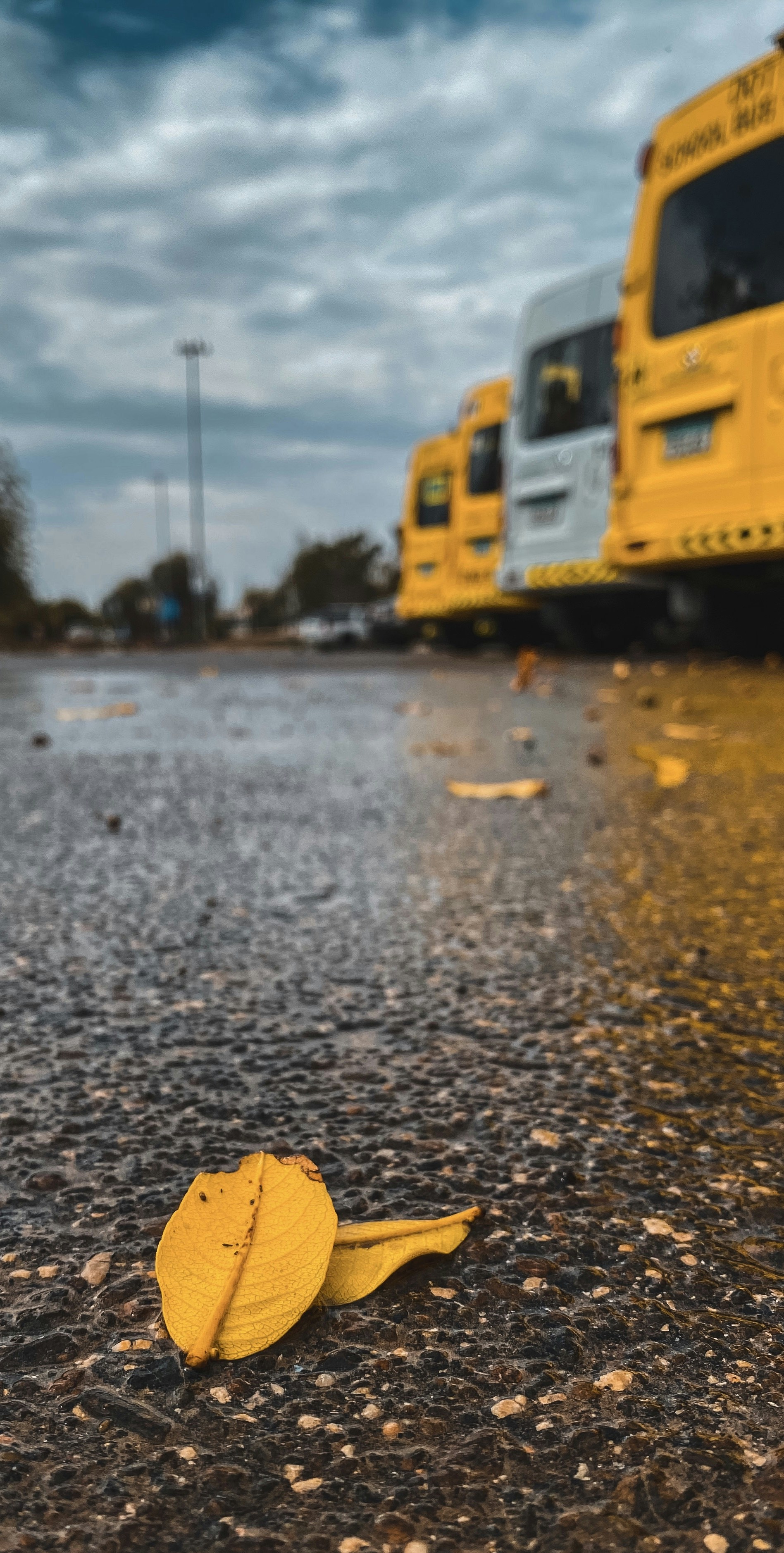 Yellow leaves under a parked row of school buses on a damp asphalt