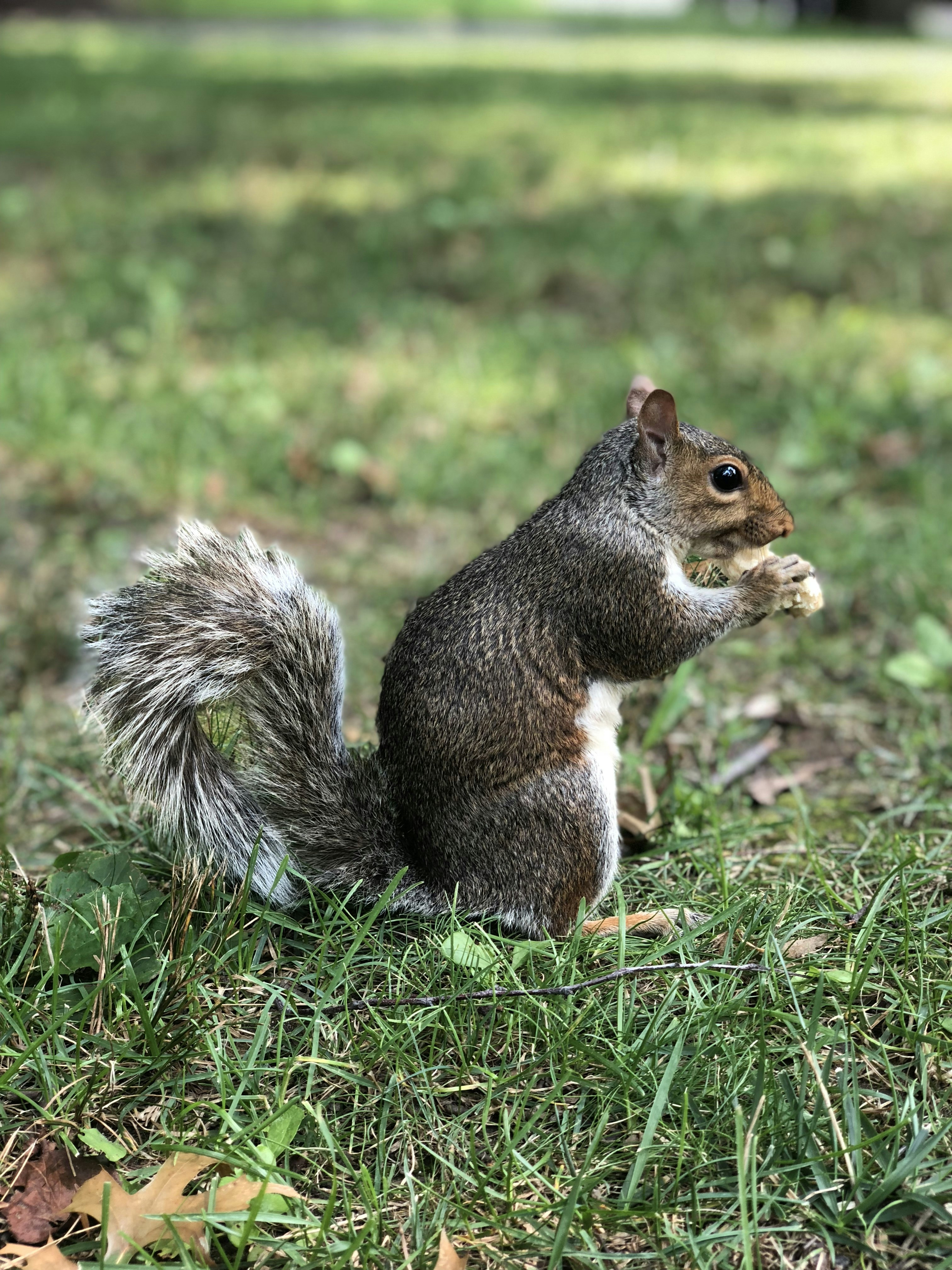 Gray squirrel nibbling on a snack while perched on its hind legs in a lush green setting.