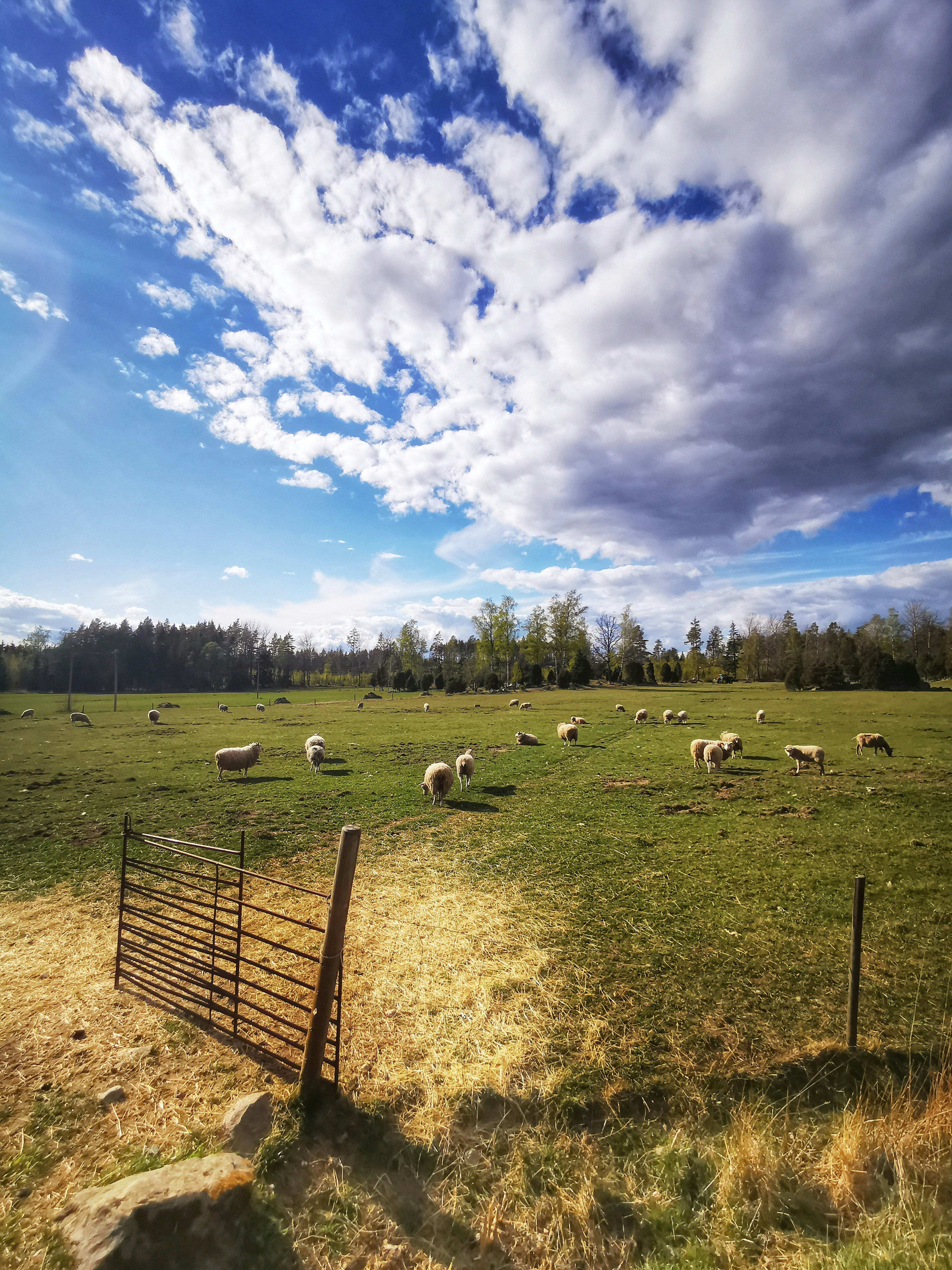 Sheep grazing peacefully in a lush green meadow under a dynamic sky filled with clouds. A rustic gate frames the scene.