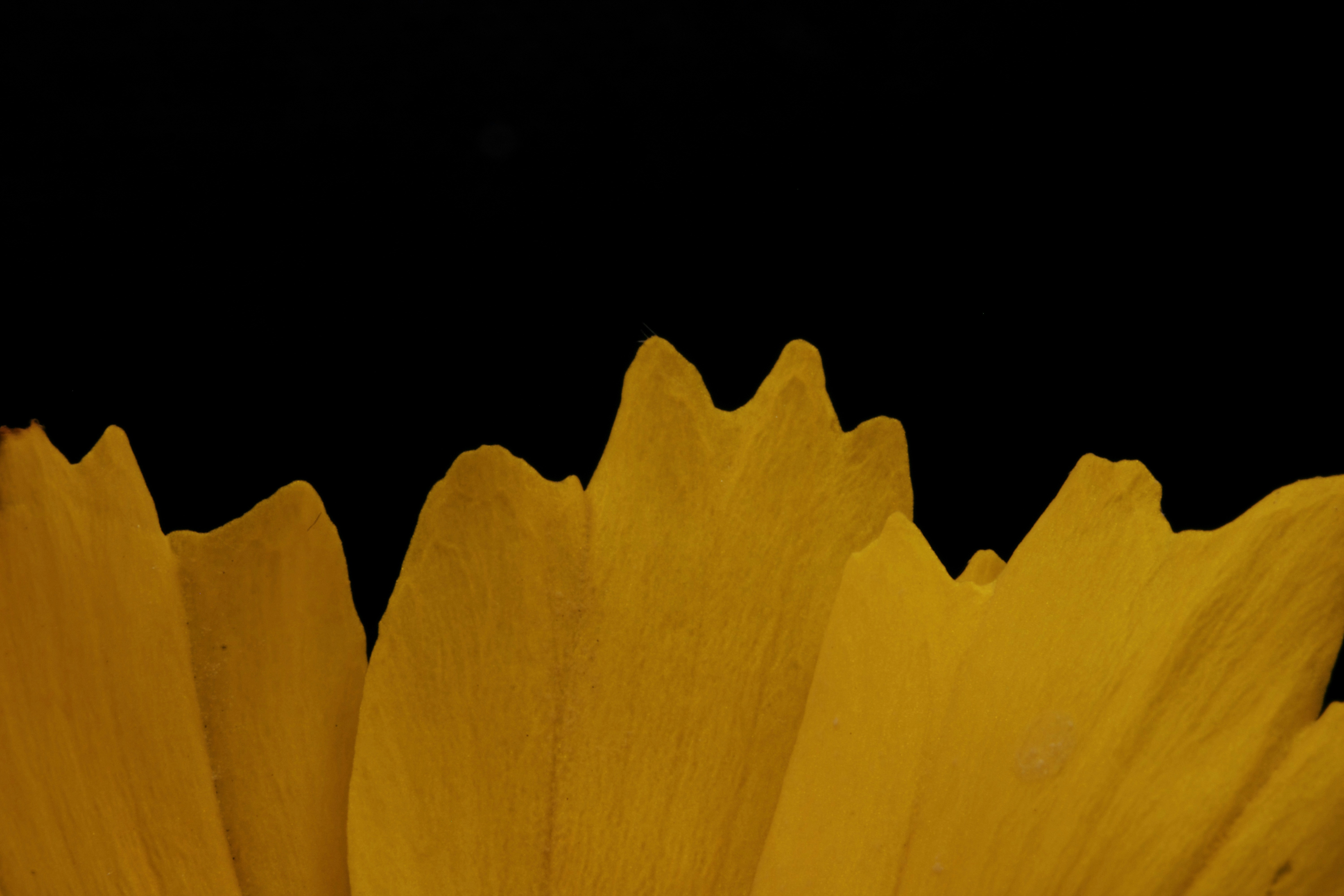 Close-up of vibrant yellow flower petals contrasting sharply against a black background.