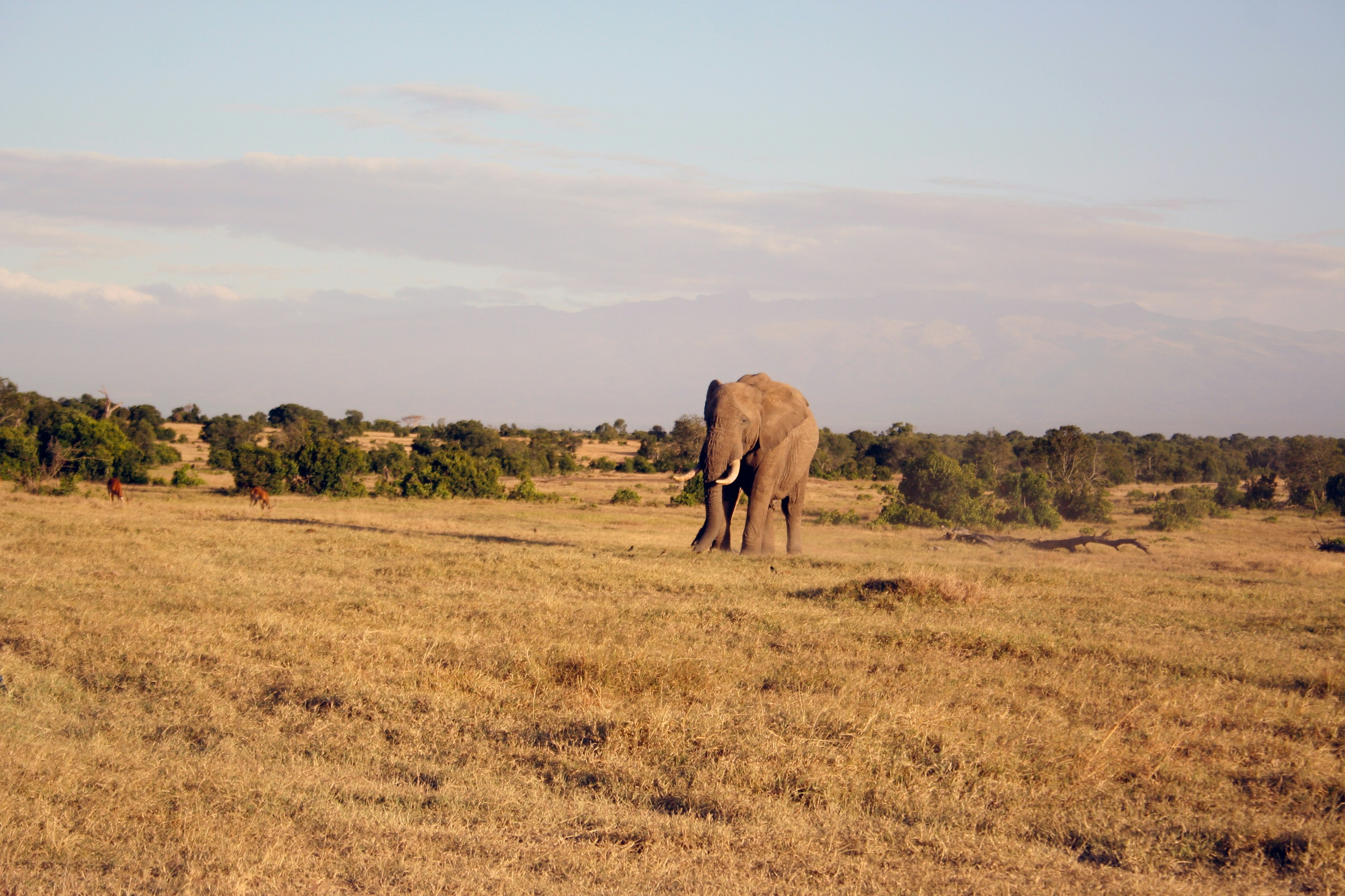 An elephant wanders through a golden savannah, surrounded by lush greenery and distant hills. The scene captures the essence of wildlife in its natural habitat.