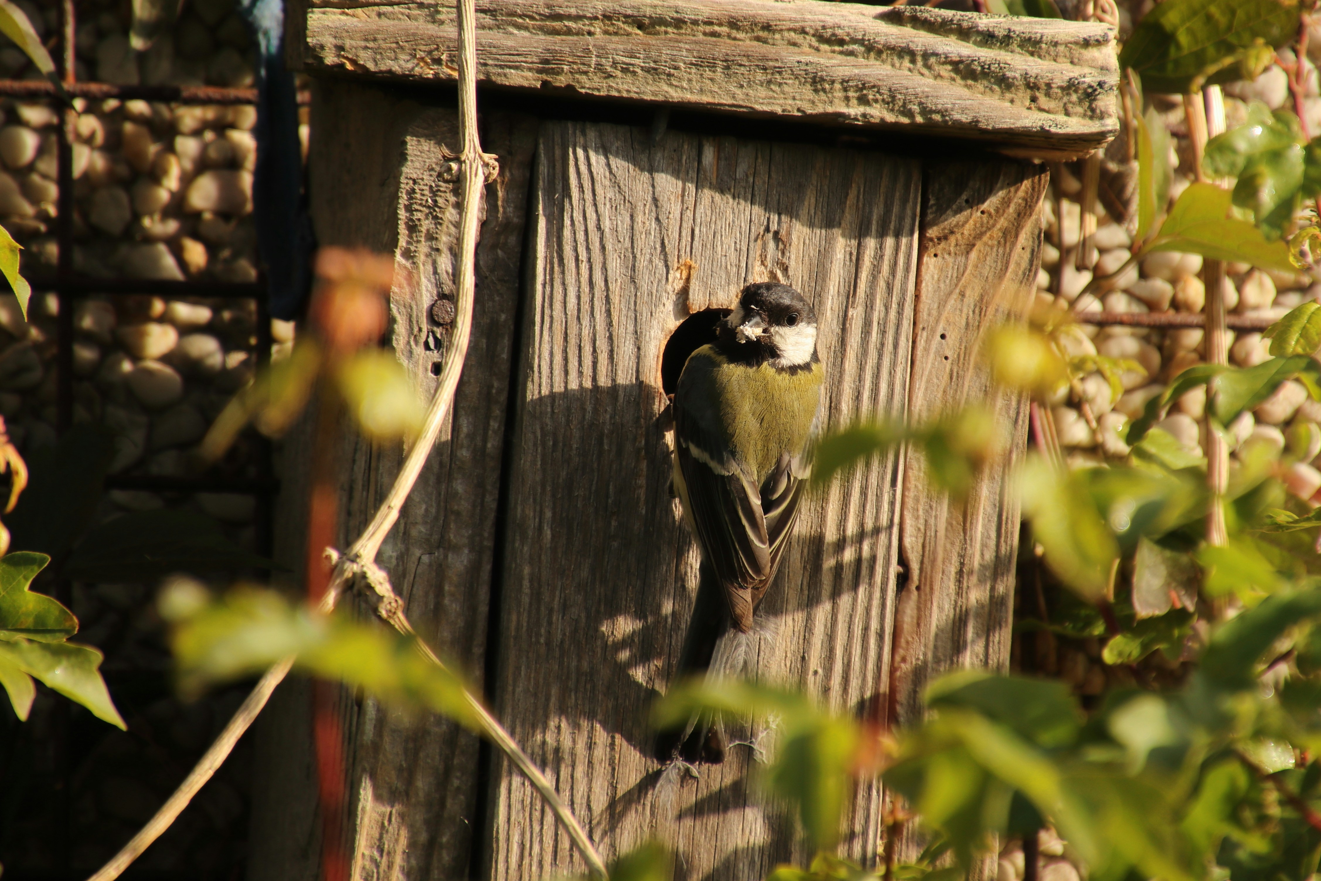 Woodland Nook: A Small Bird Clinging to Weathered Wood