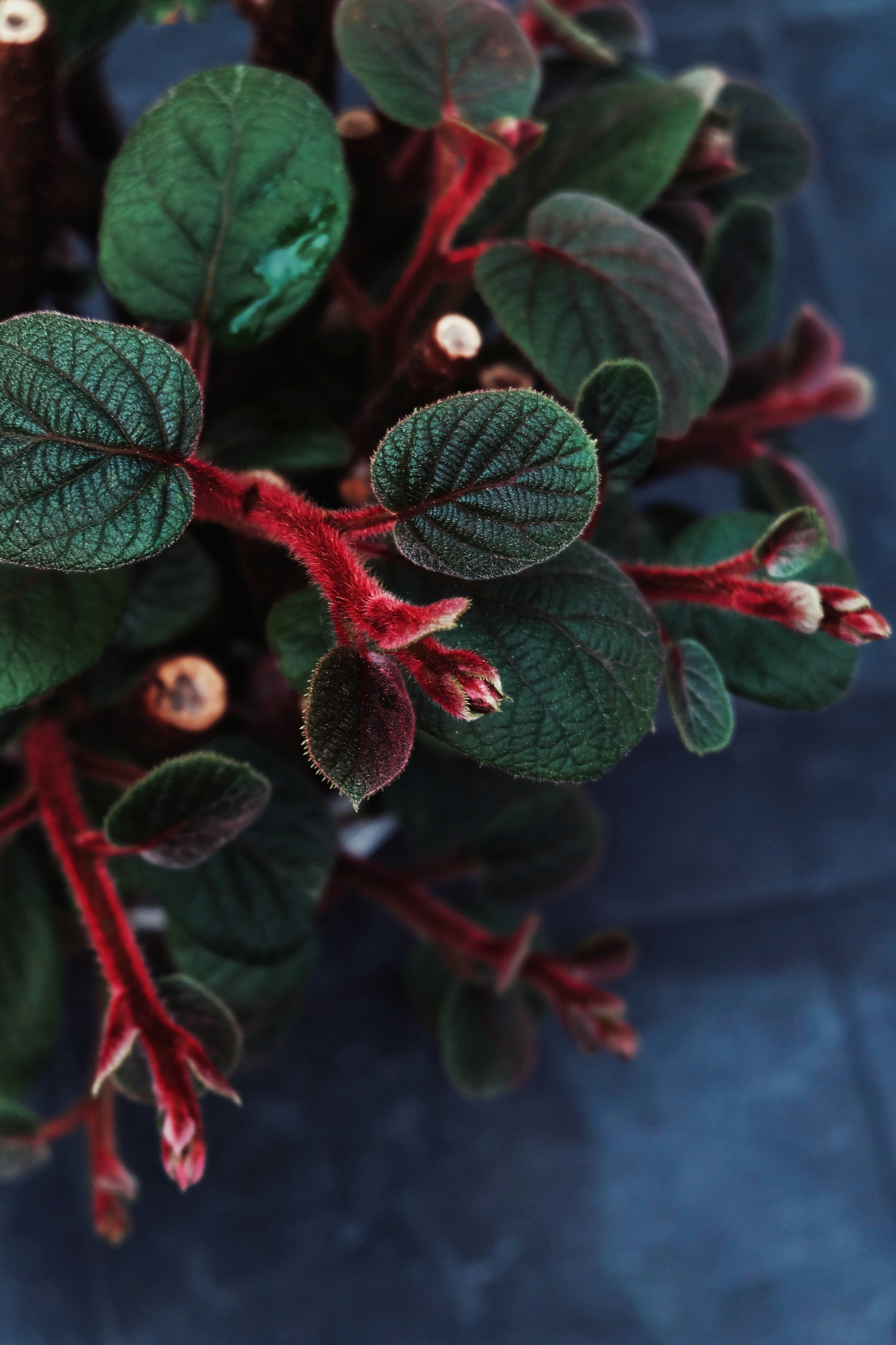 Velvet Leaves and Crimson Stems: a Macro Portrait in Fuzzy Detail