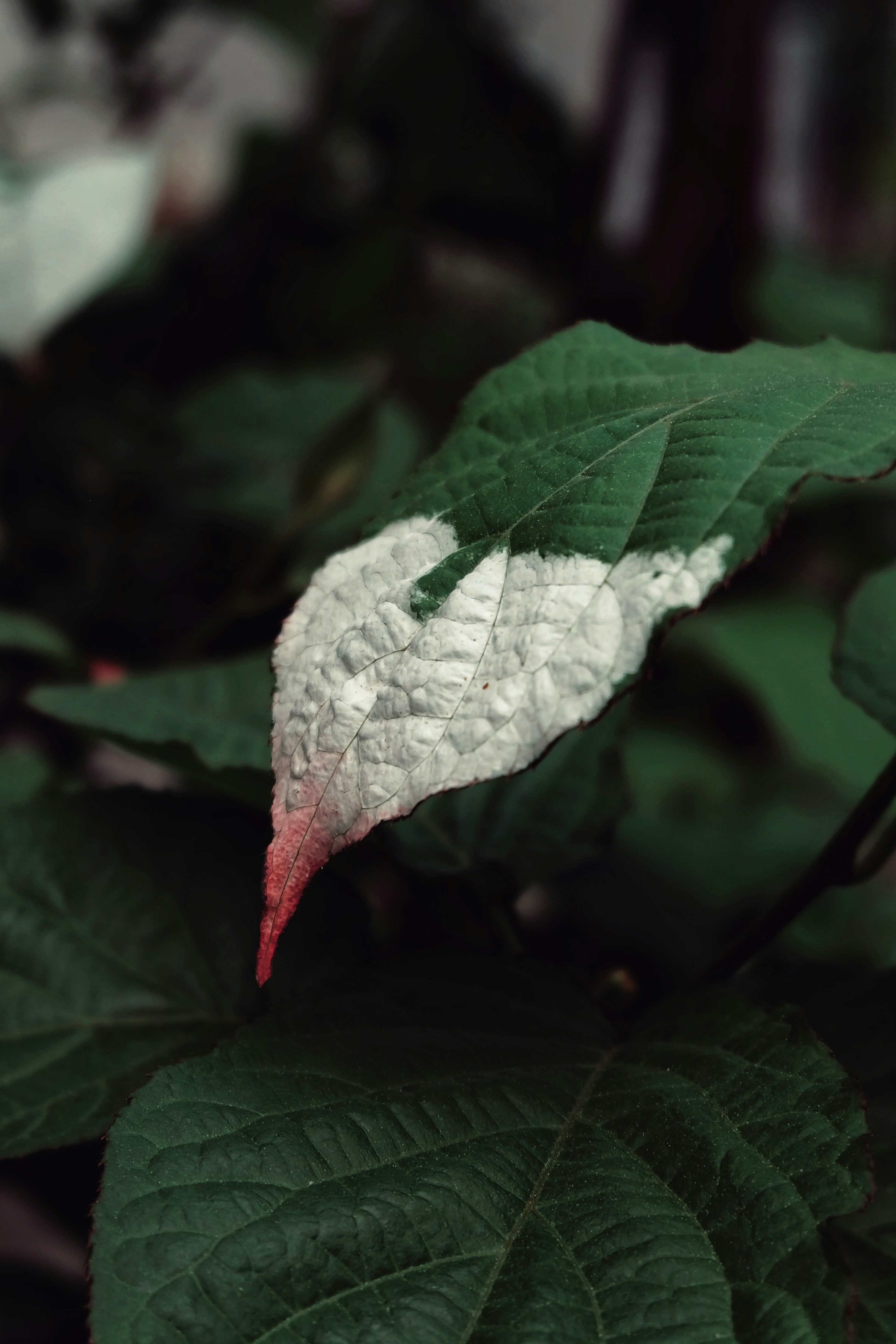 Frosted Edge: A Leaf with Red-Tipped Veil