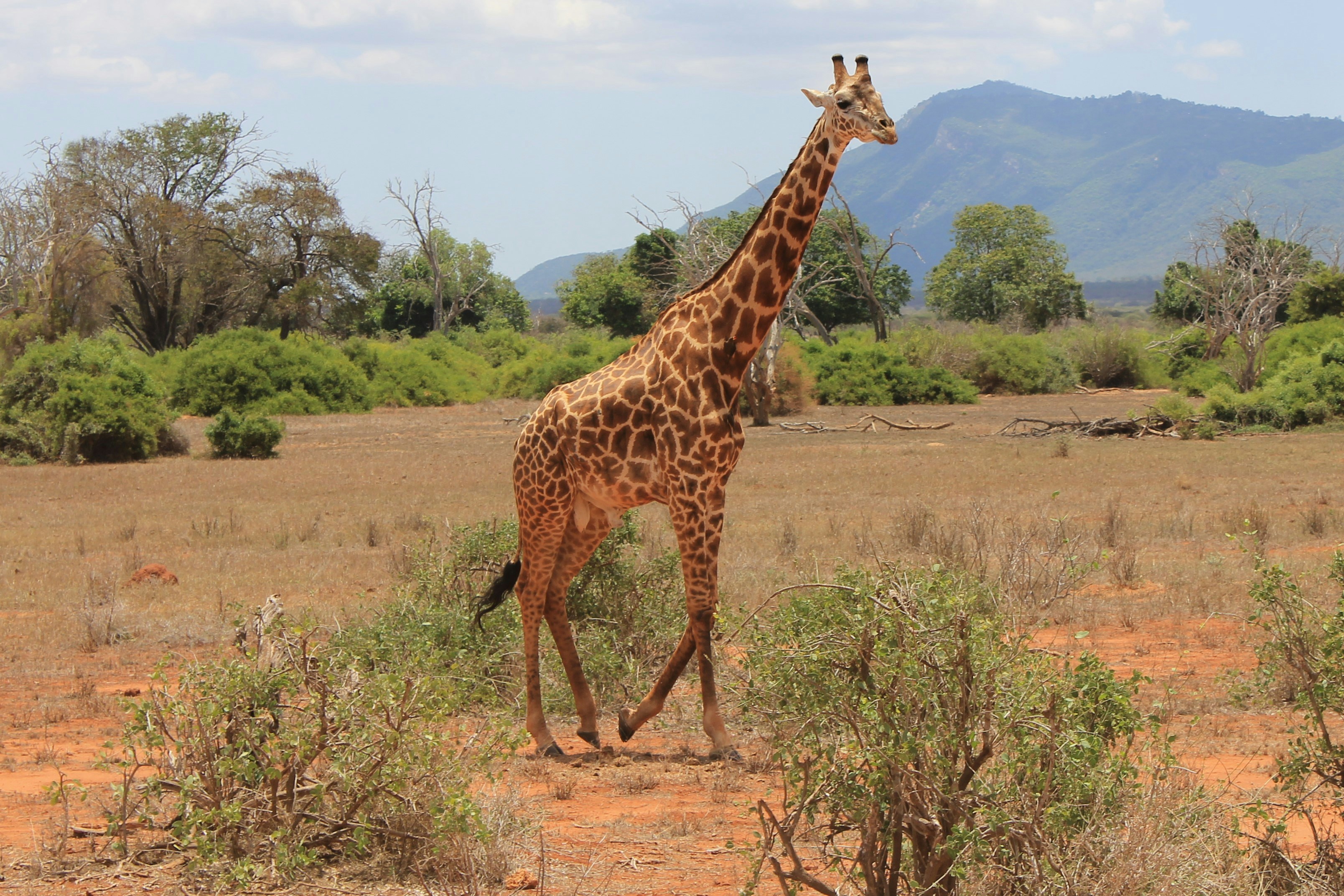 Giraffe standing on brown field during daytime photo – Free Grey Image ...