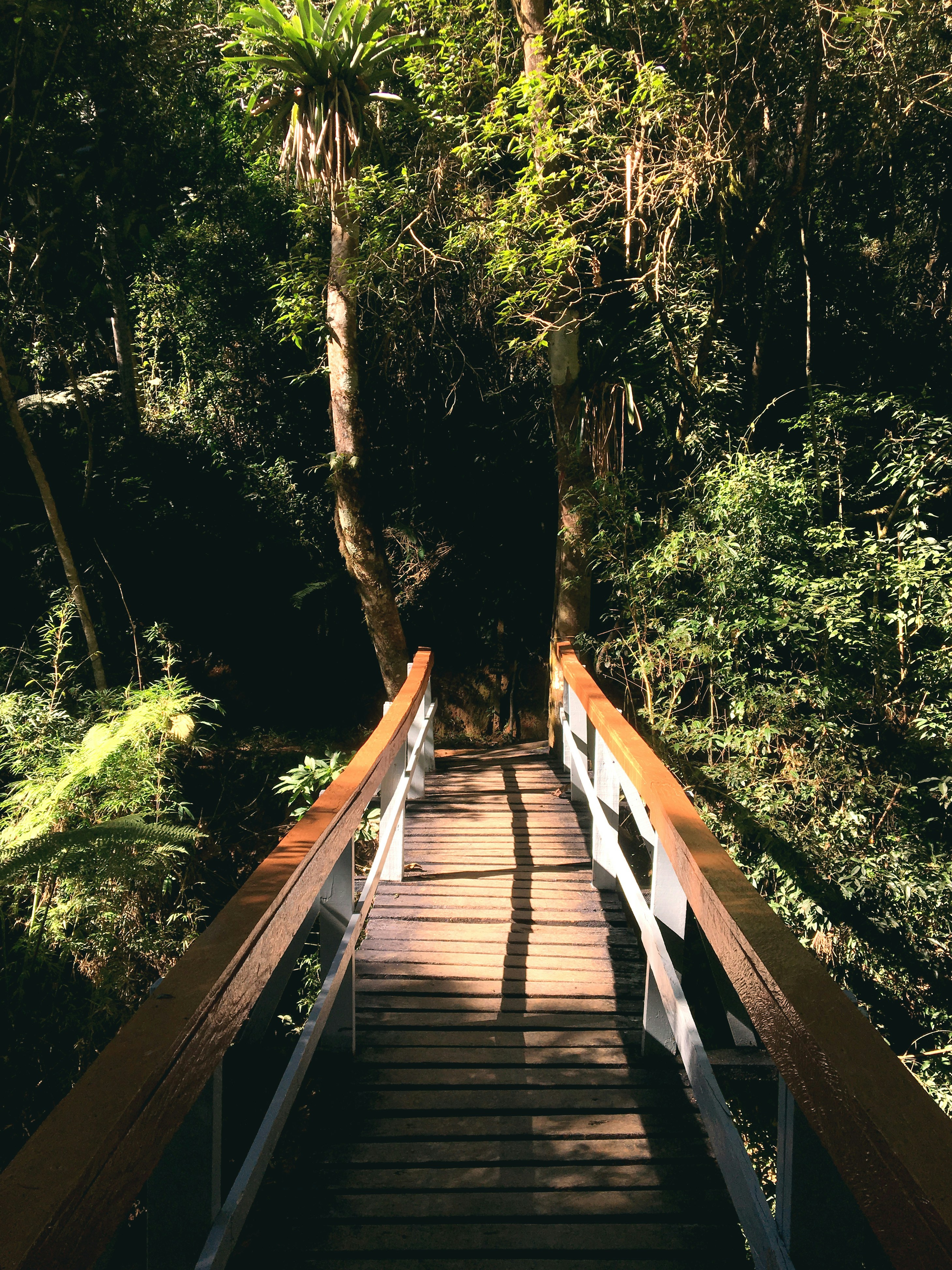 Brown wooden bridge in the middle of forest photo – Free Building Image ...