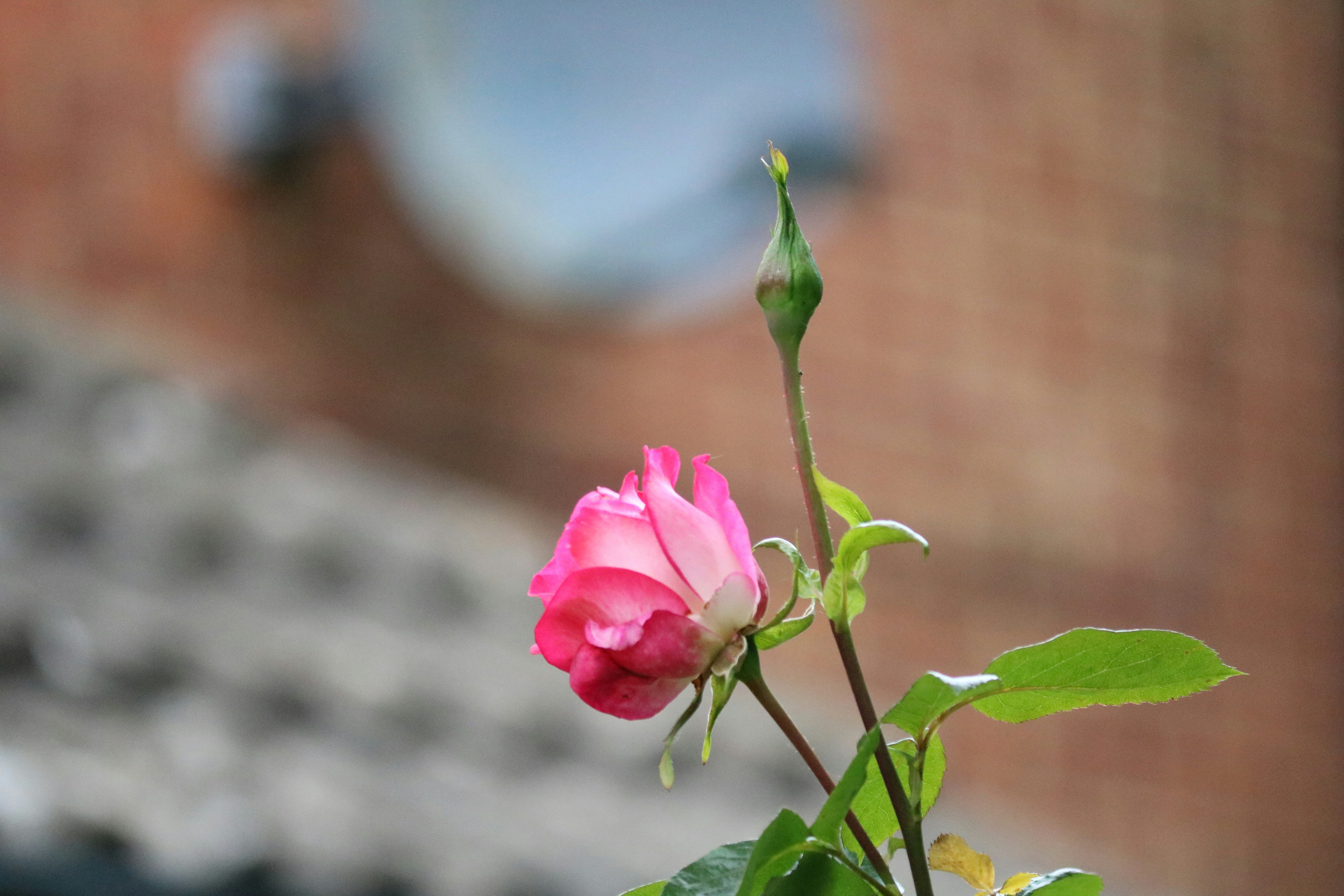 pink rose in bloom during daytime