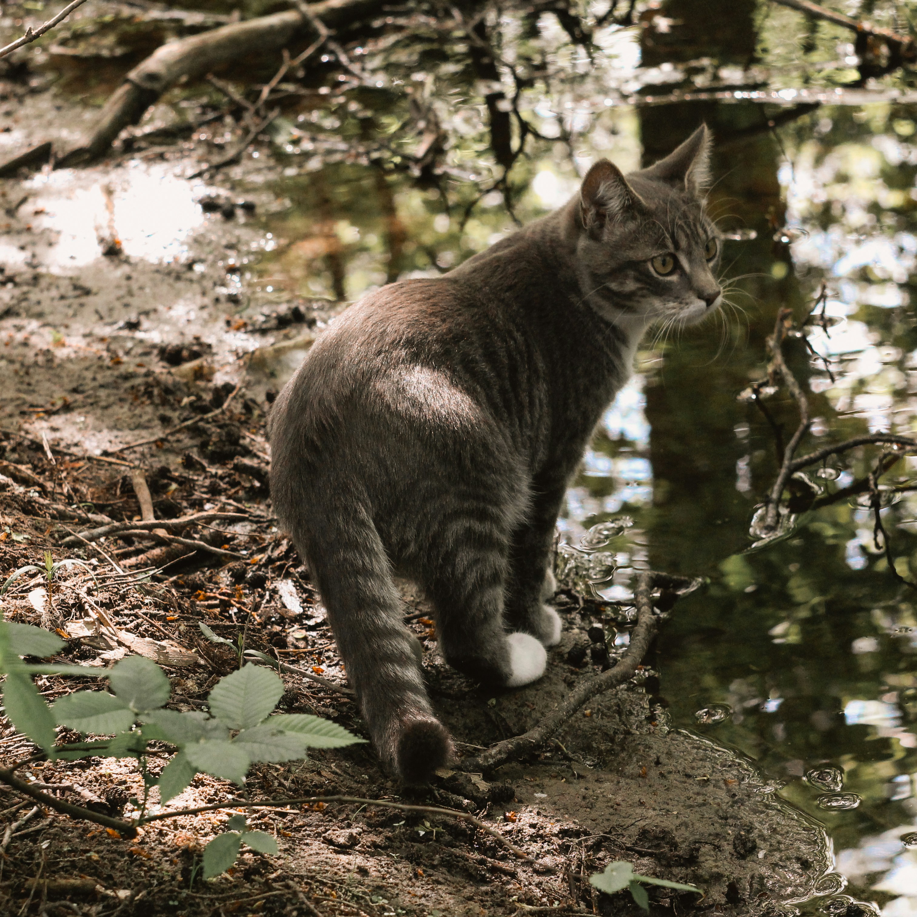 brown tabby cat on brown tree trunk